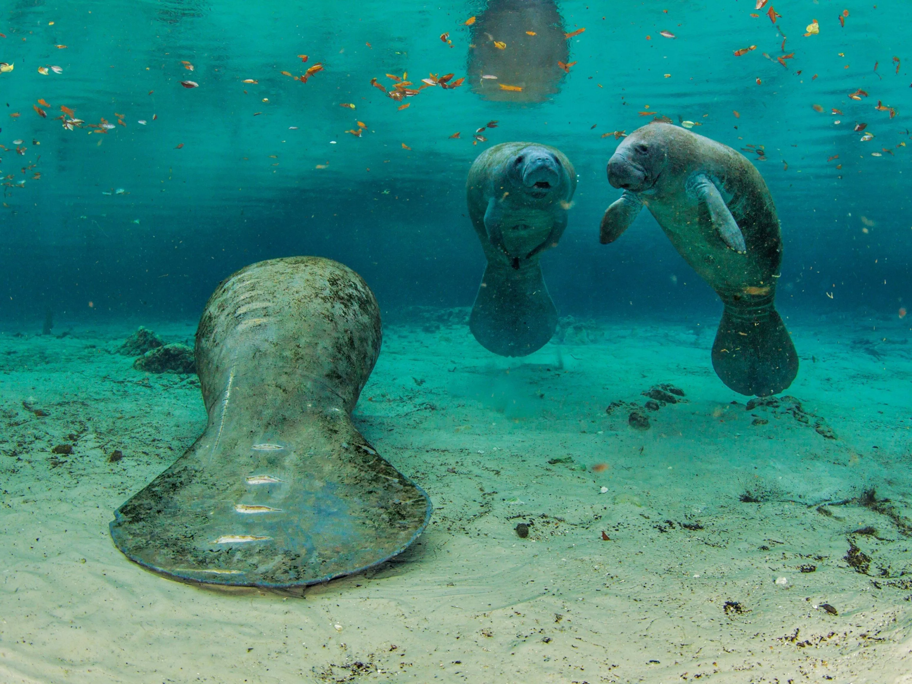 Manatee Wallpapers - Wallpaper Cave