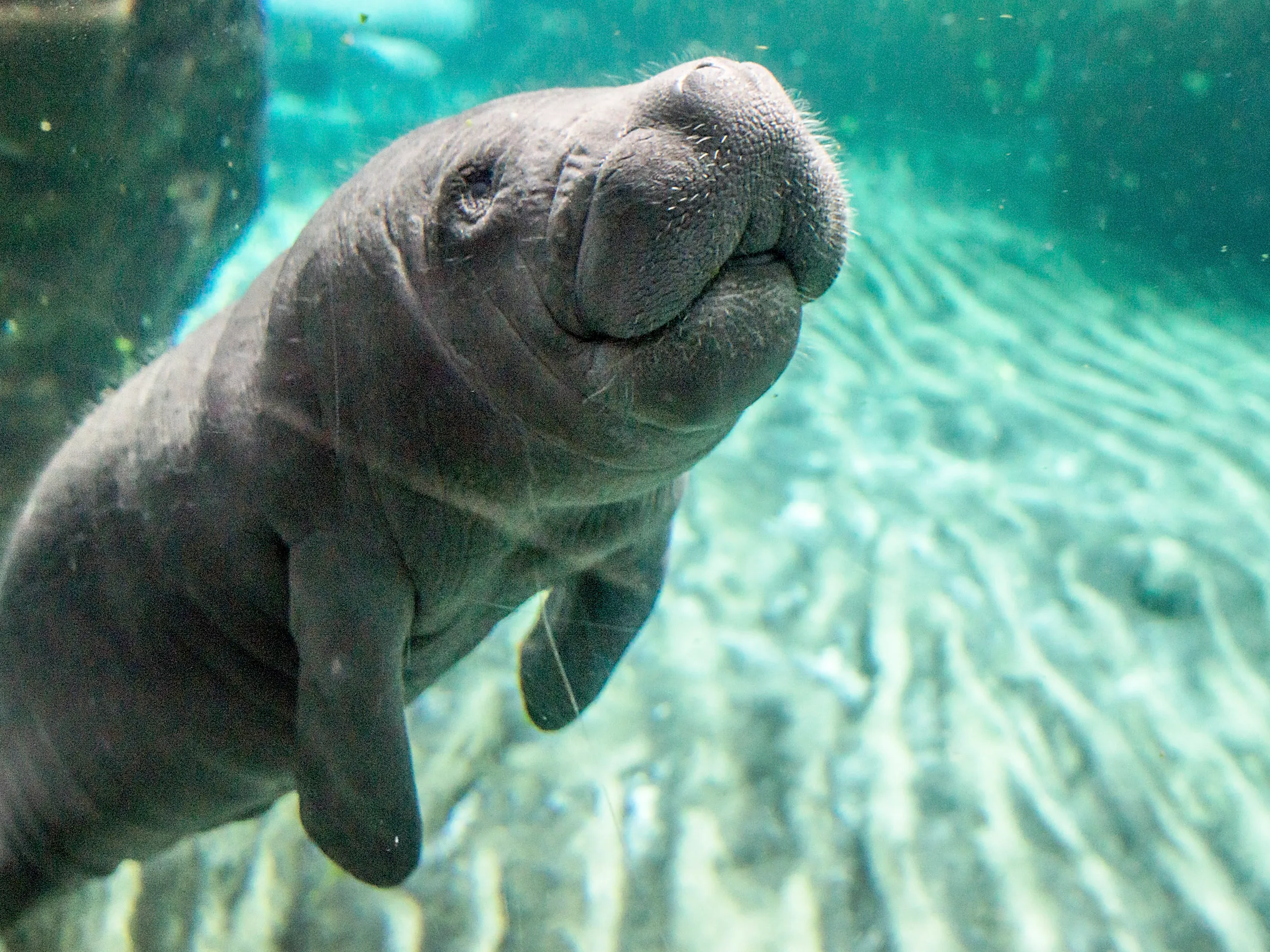 Manatee Wallpapers - Wallpaper Cave