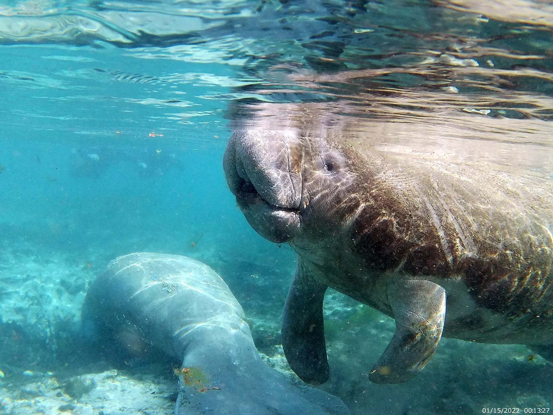 Manatee Wallpapers - Wallpaper Cave