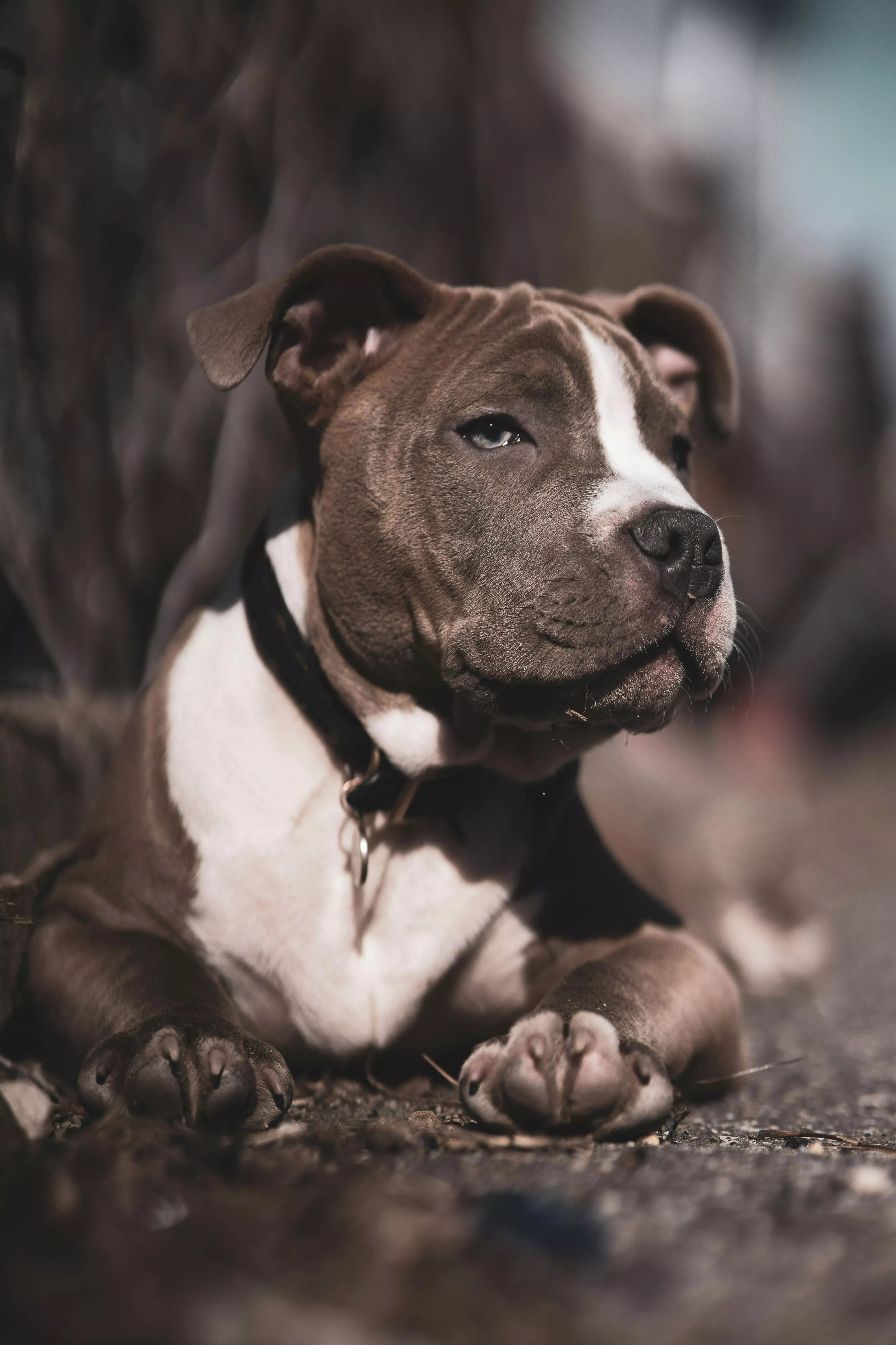 American Bully 4k Wallpapers - Wallpaper Cave