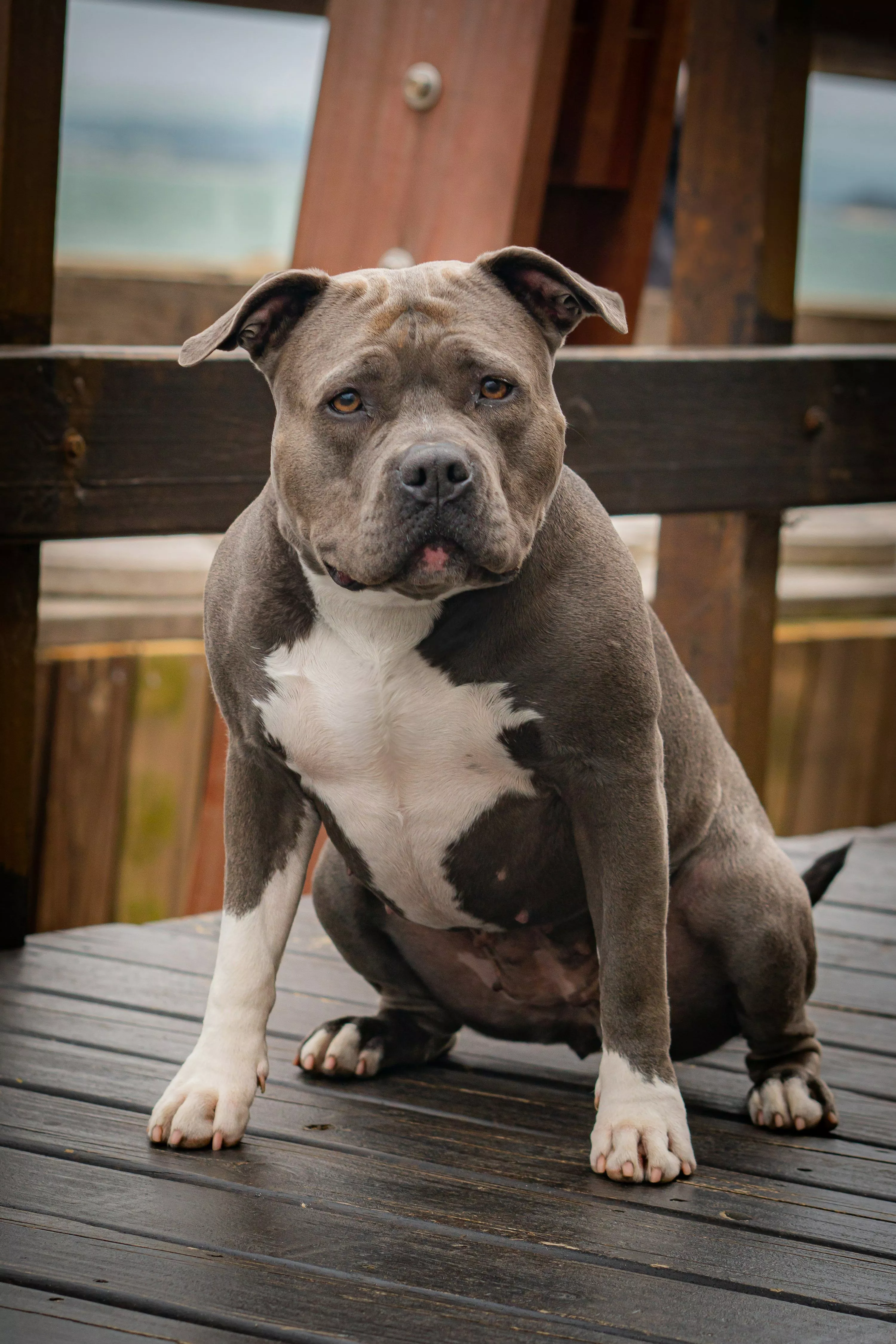 American Bully 4k Wallpapers - Wallpaper Cave