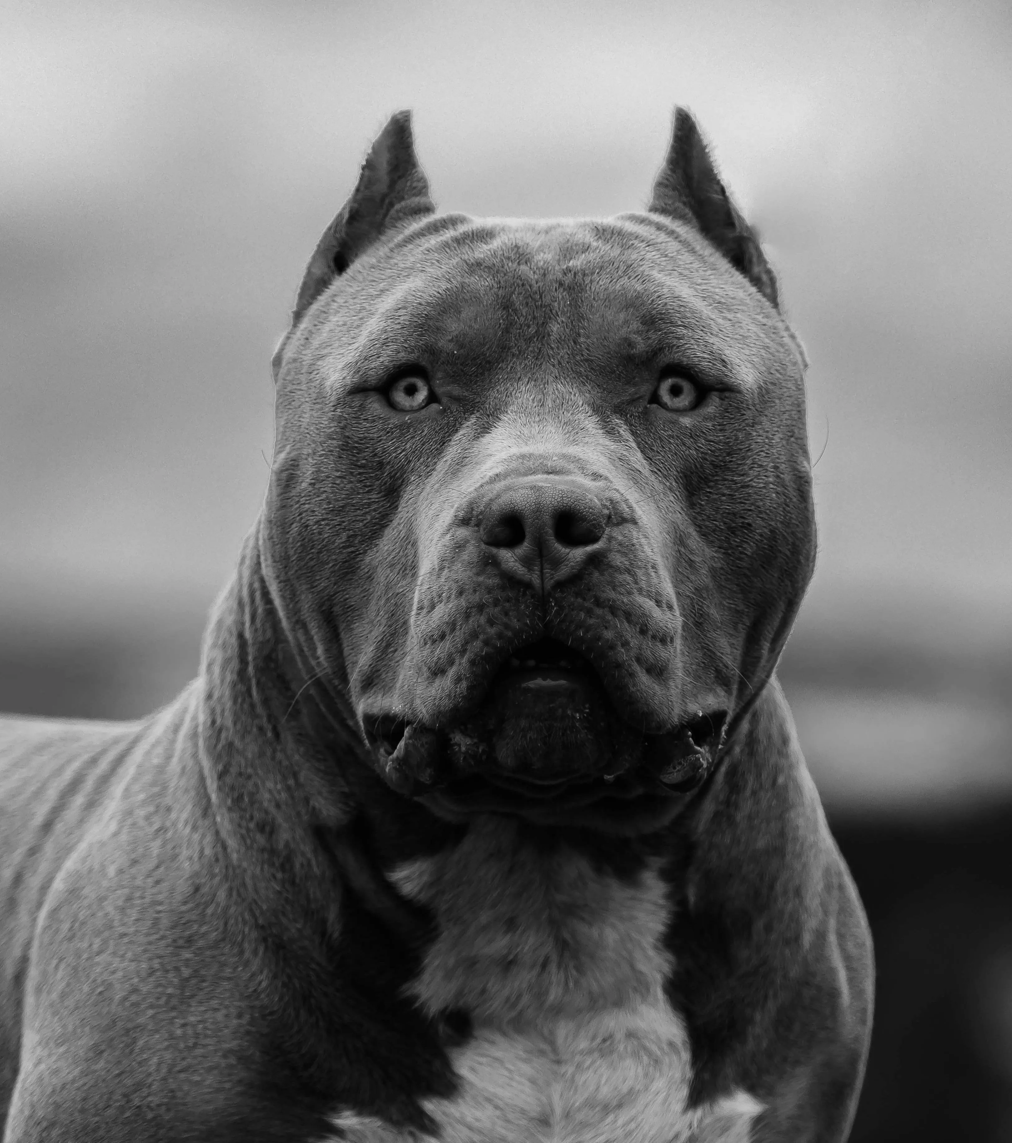 American Bully 4k Wallpapers - Wallpaper Cave