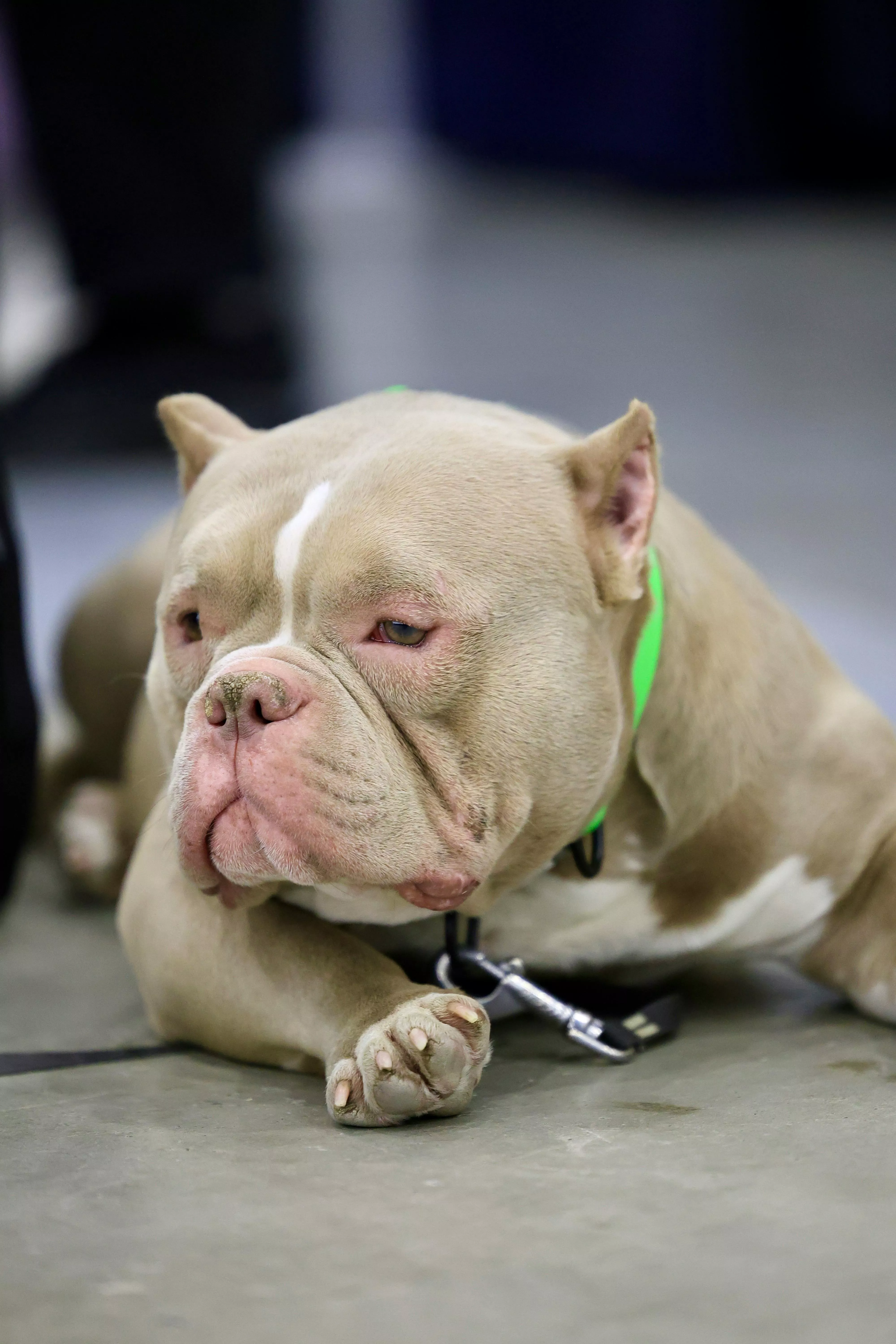 American Bully 4k Wallpapers - Wallpaper Cave