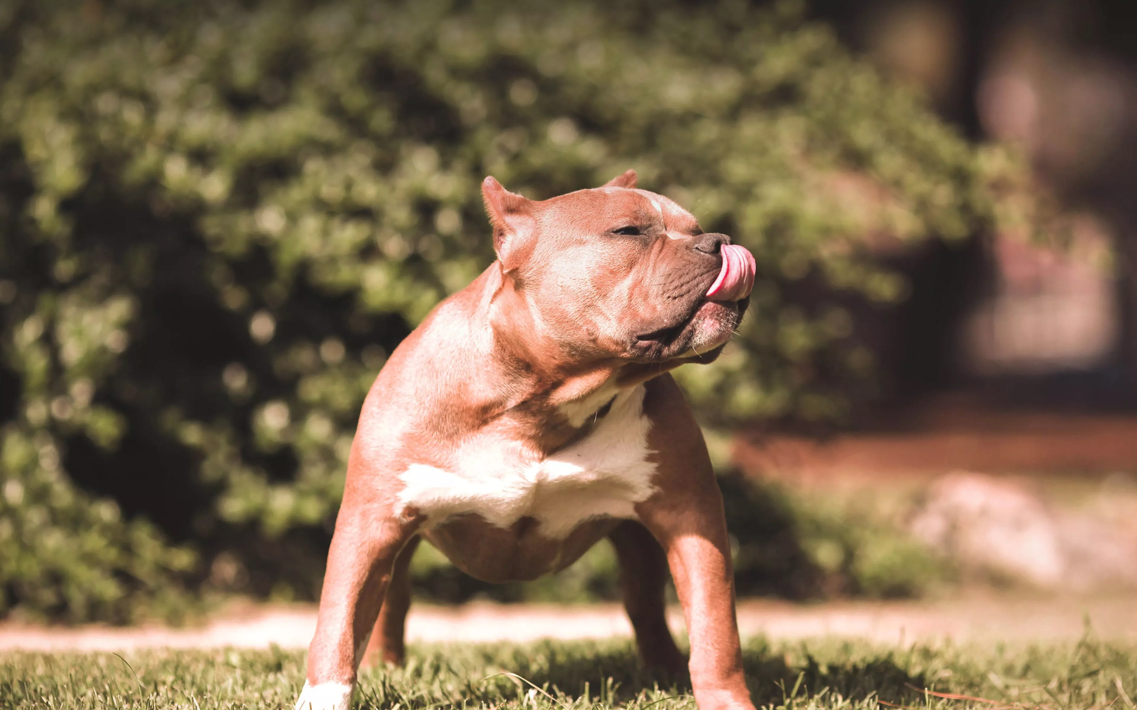 American Bully 4k Wallpapers - Wallpaper Cave