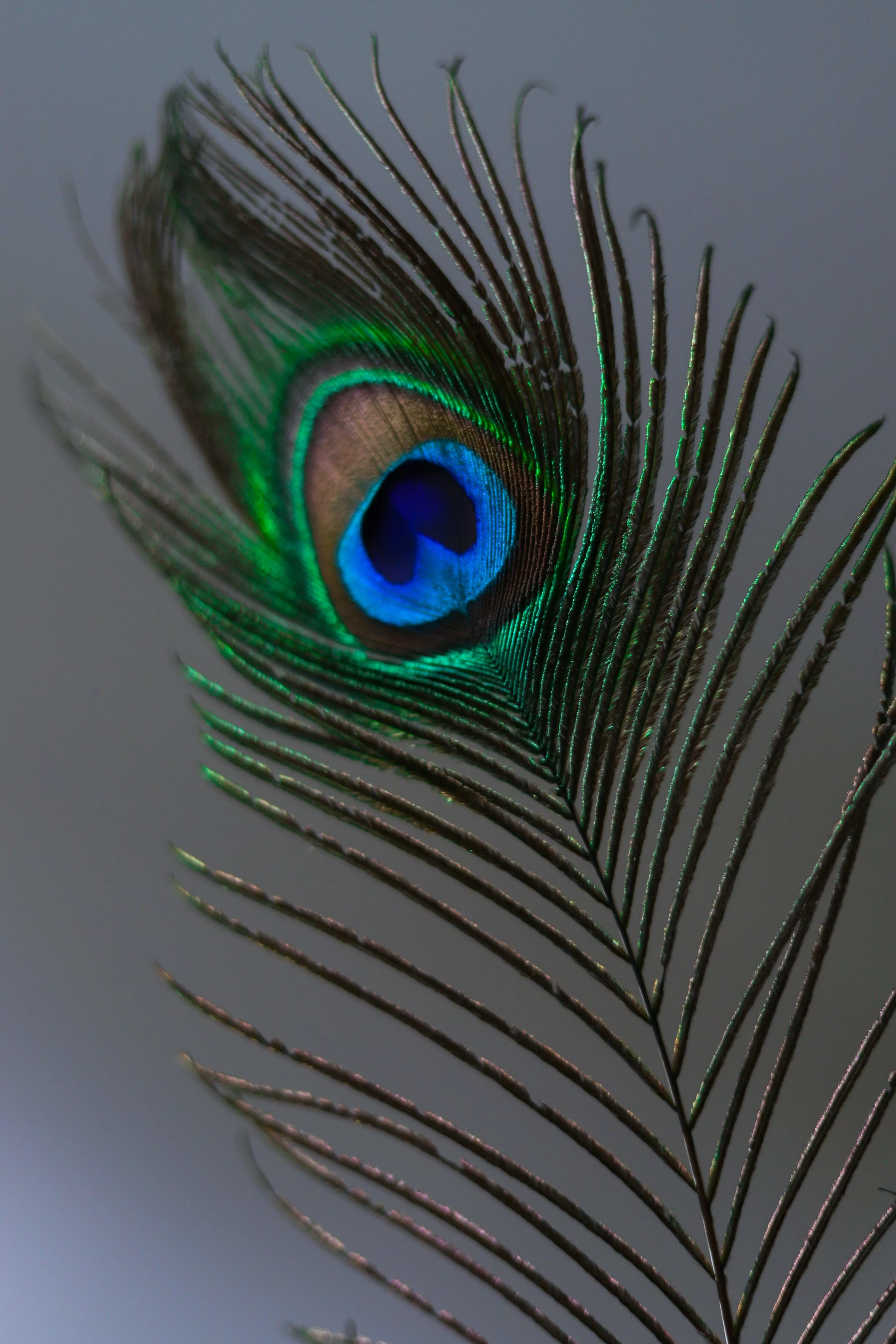 Krishna Peacock Feather Wallpapers - Wallpaper Cave
