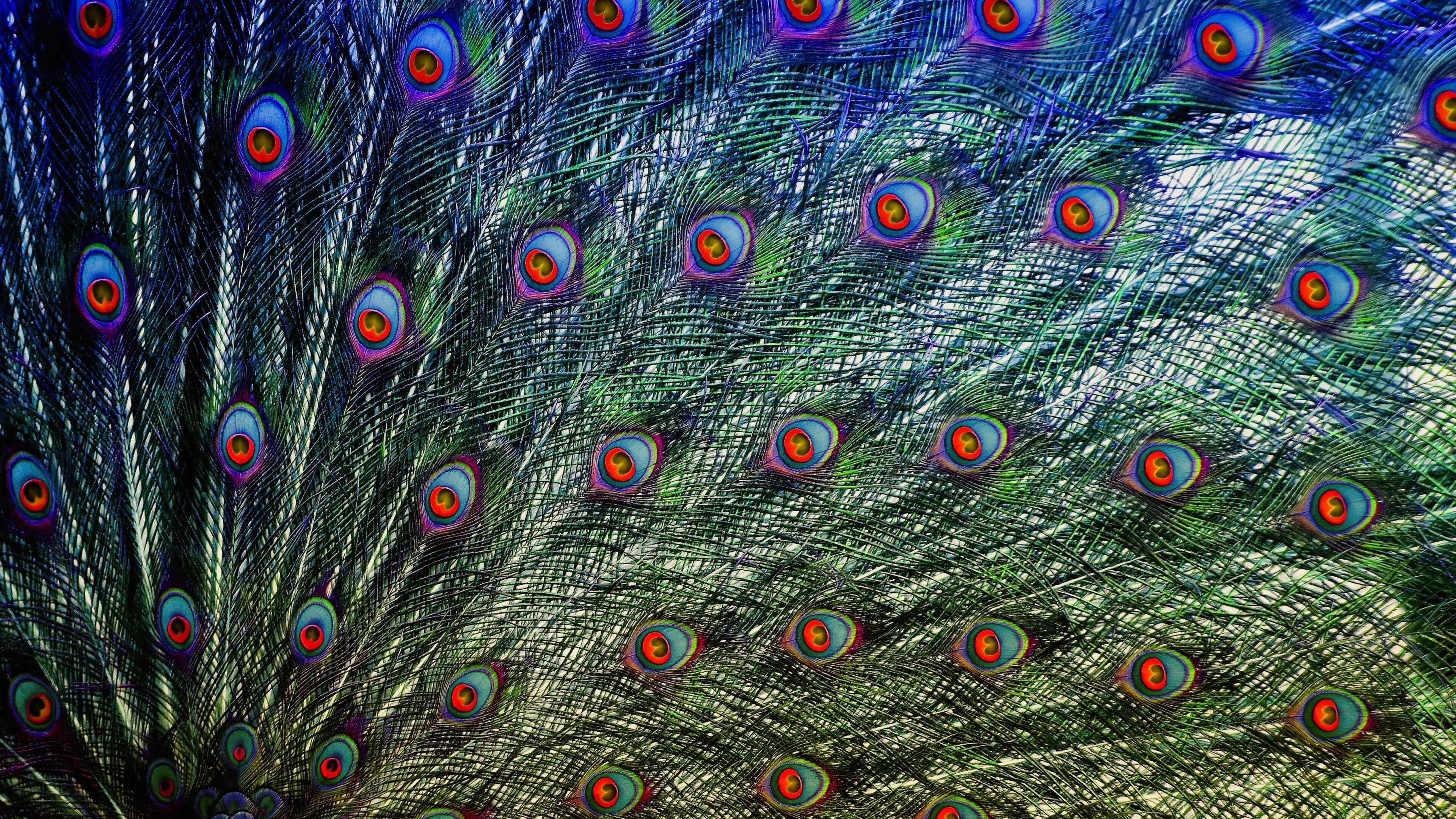 Peacock Wing Wallpapers - Wallpaper Cave