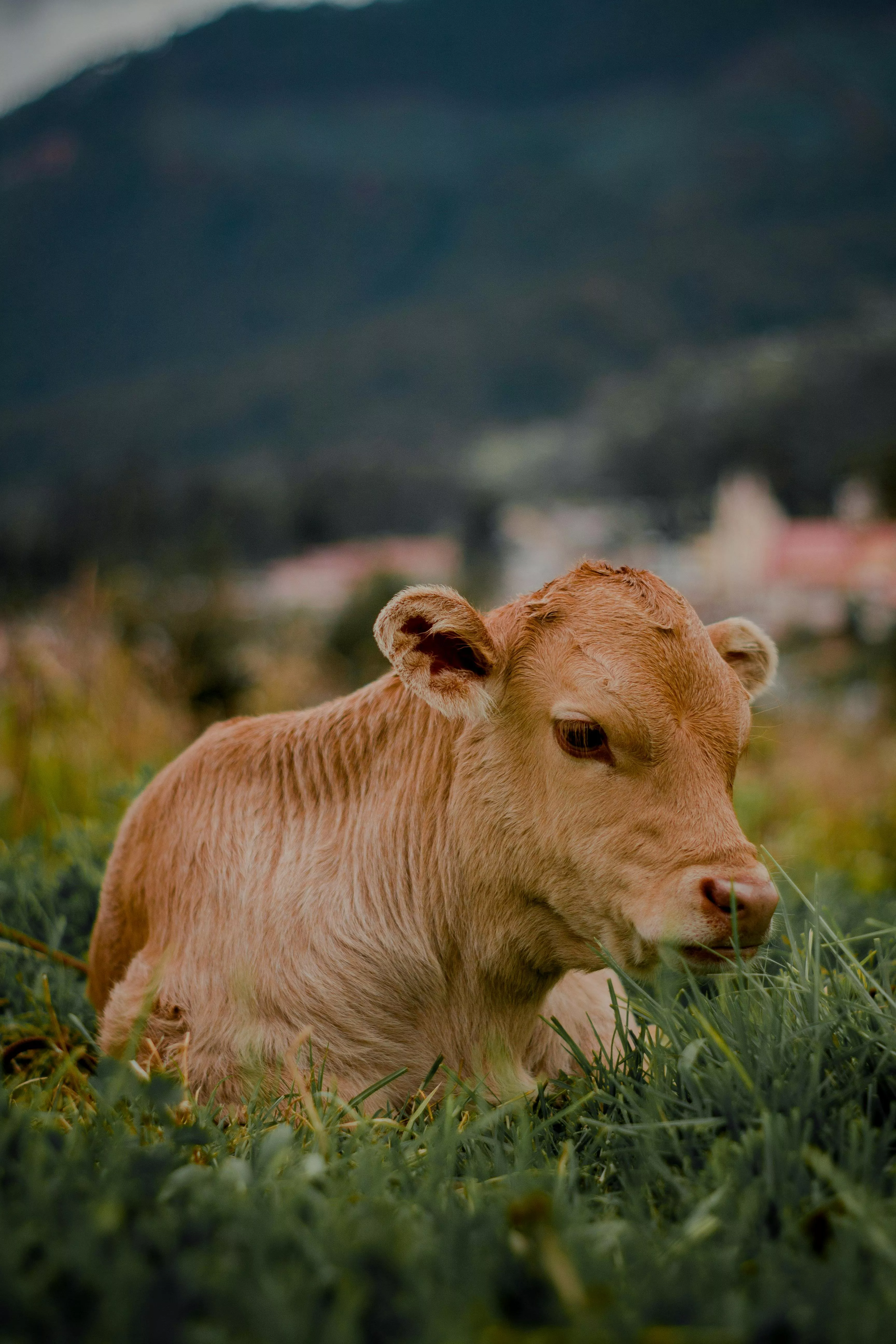 Cows Cute Wallpapers - Wallpaper Cave