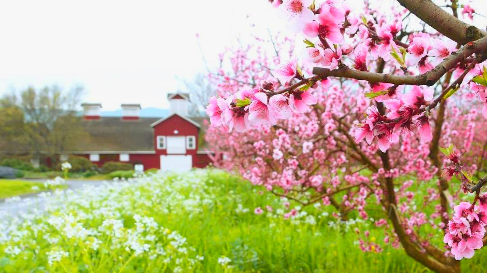 Napa Spring Wallpapers - Wallpaper Cave