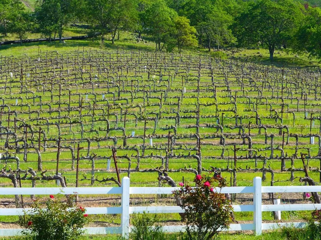 Napa Spring Wallpapers - Wallpaper Cave