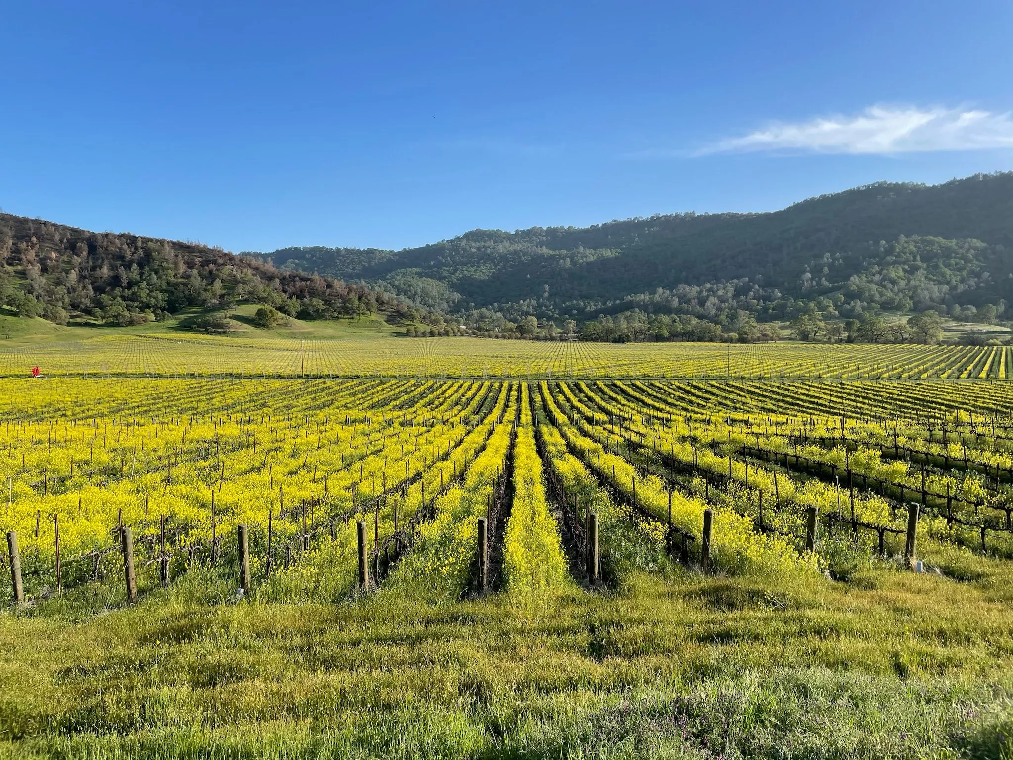 Napa Spring Wallpapers - Wallpaper Cave