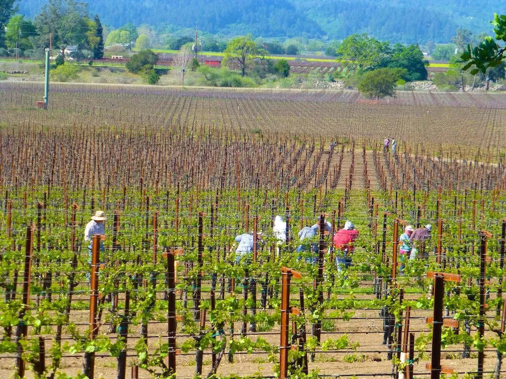 Napa Spring Wallpapers - Wallpaper Cave