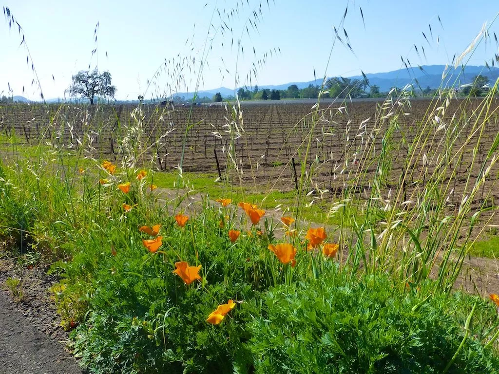 Napa Spring Wallpapers - Wallpaper Cave