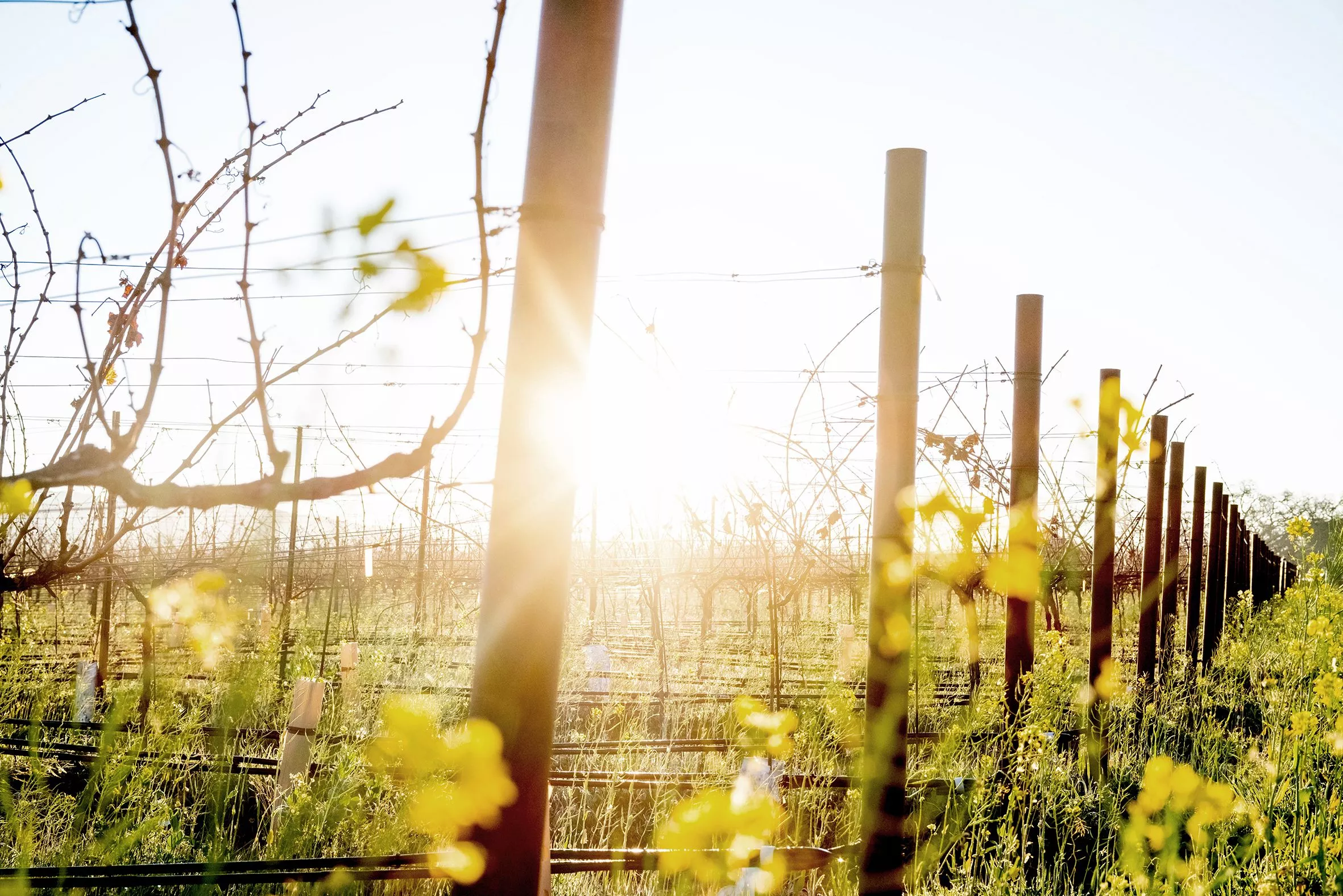 Napa Spring Wallpapers - Wallpaper Cave