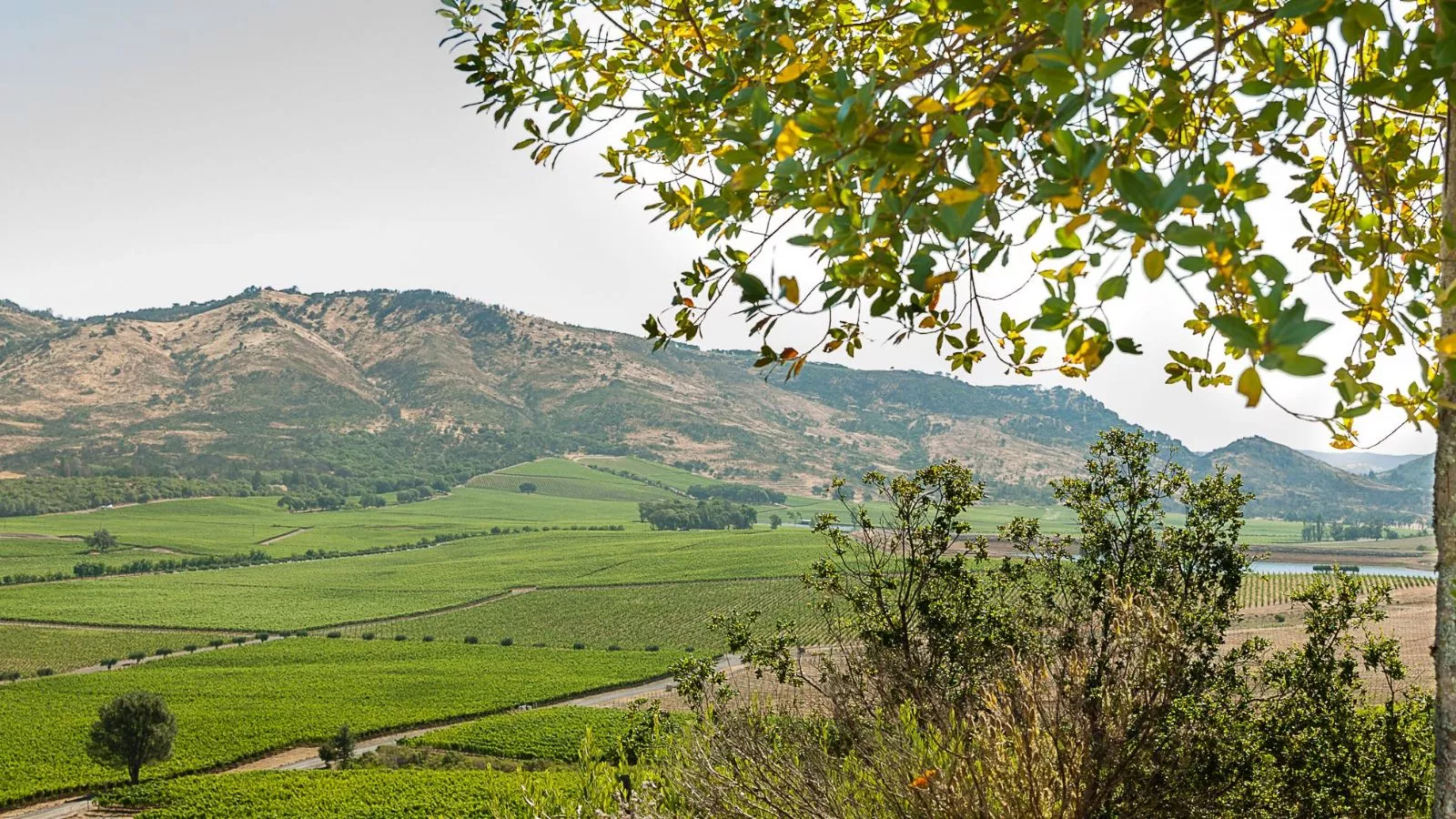 Napa Spring Wallpapers - Wallpaper Cave