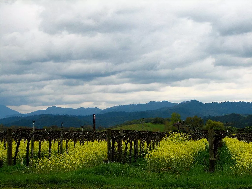 Napa Spring Wallpapers - Wallpaper Cave