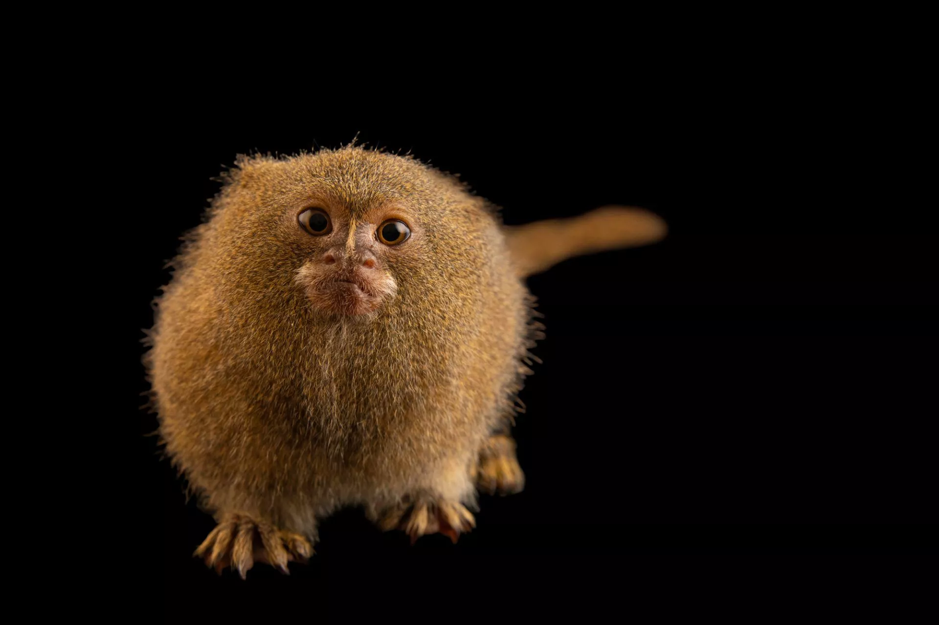 Pygmy Marmoset Wallpapers - Wallpaper Cave