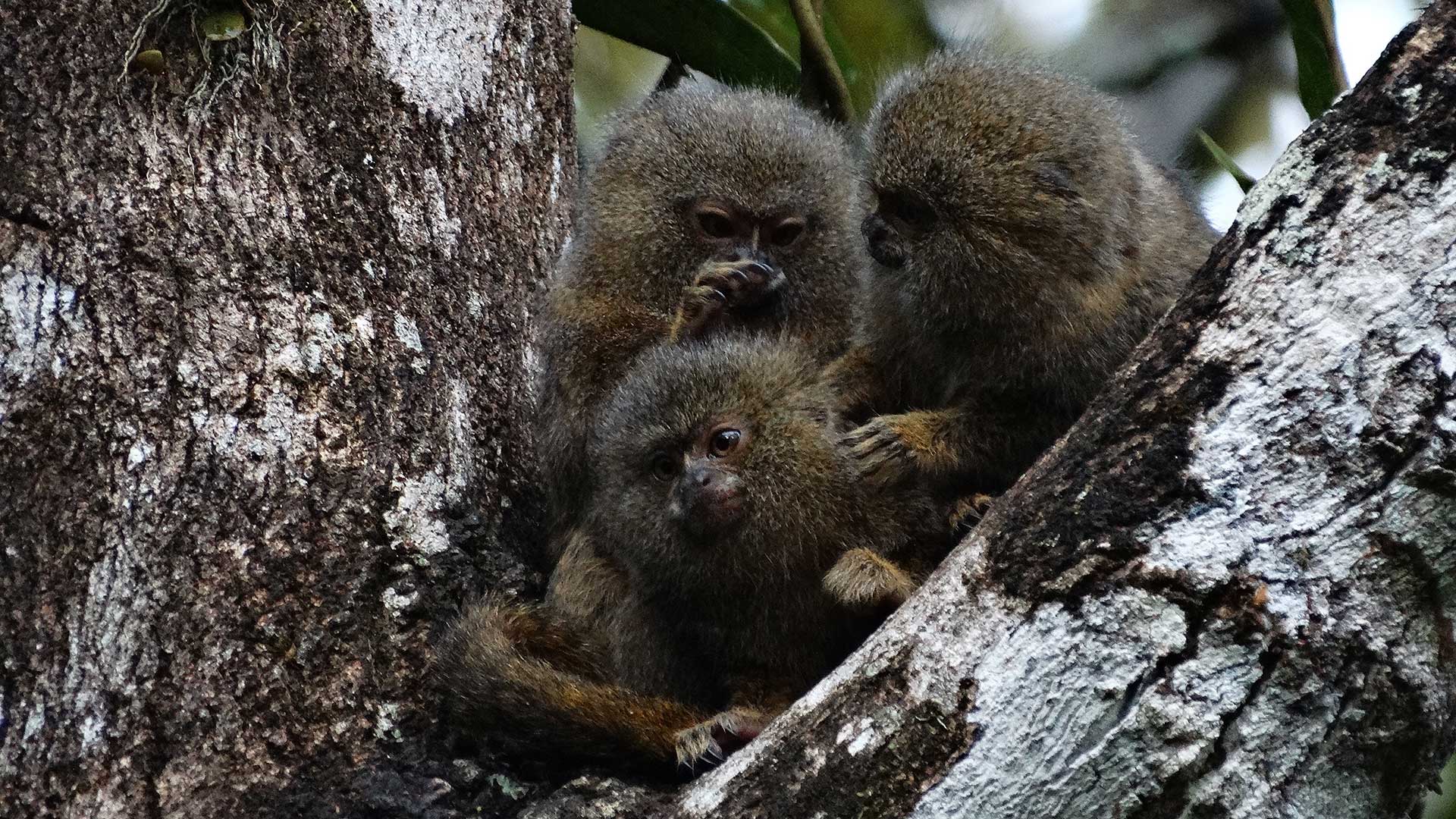 Pygmy Marmoset Wallpapers - Wallpaper Cave