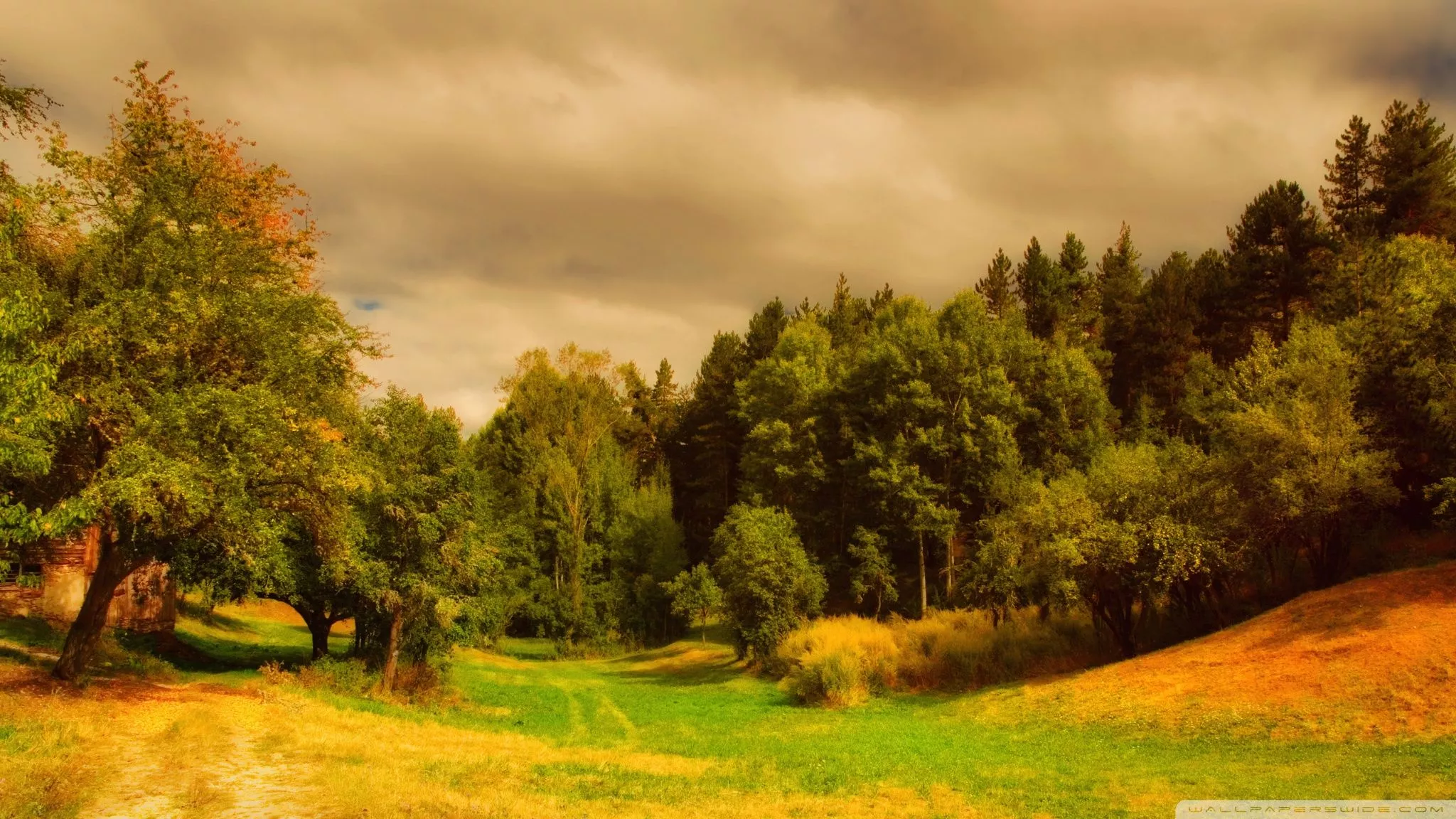 Forest Clearing Wallpapers - Wallpaper Cave