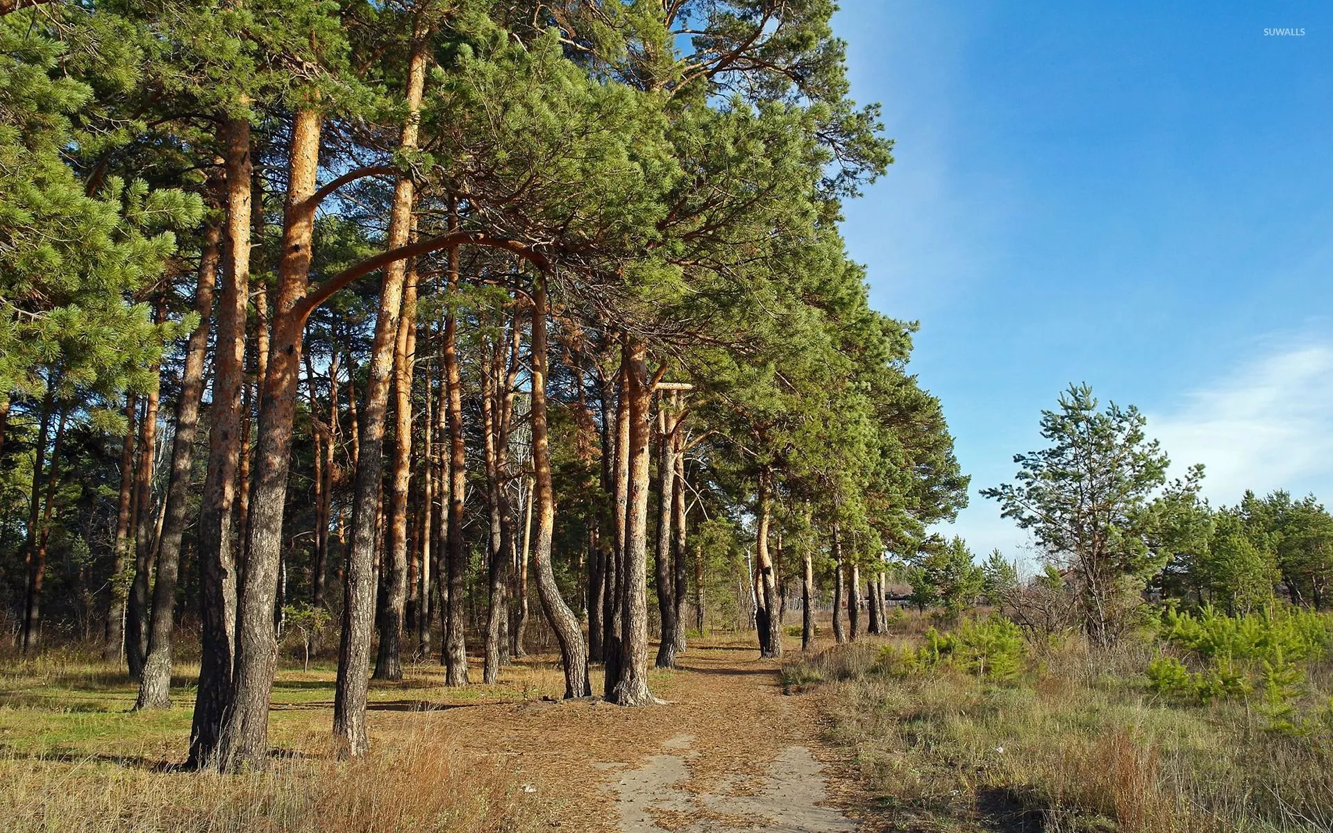 Forest Clearing Wallpapers - Wallpaper Cave