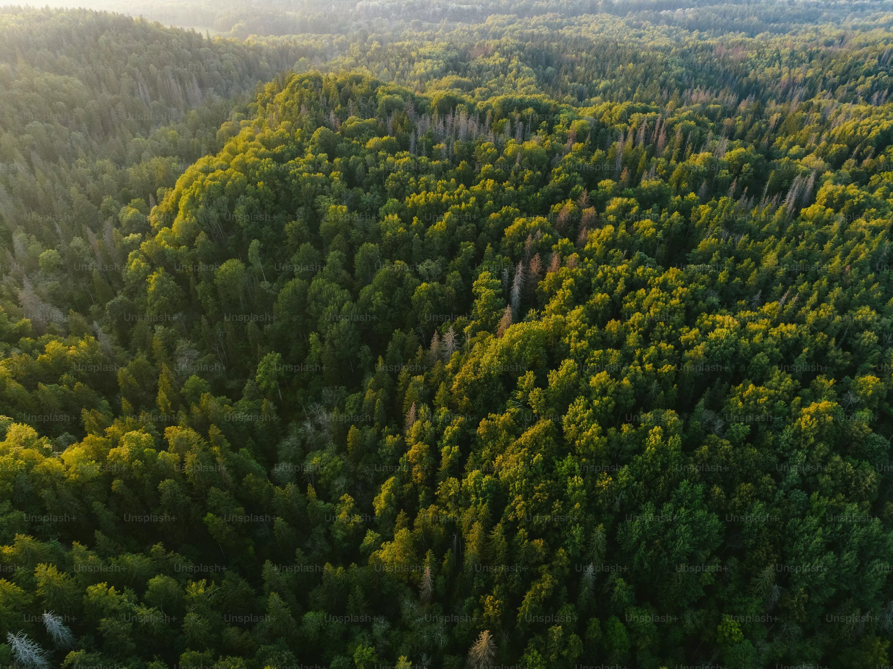 Forest Clearing Wallpapers - Wallpaper Cave