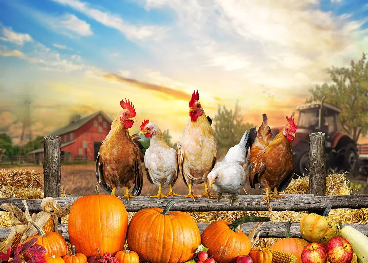 Poultry Farm Wallpapers - Wallpaper Cave