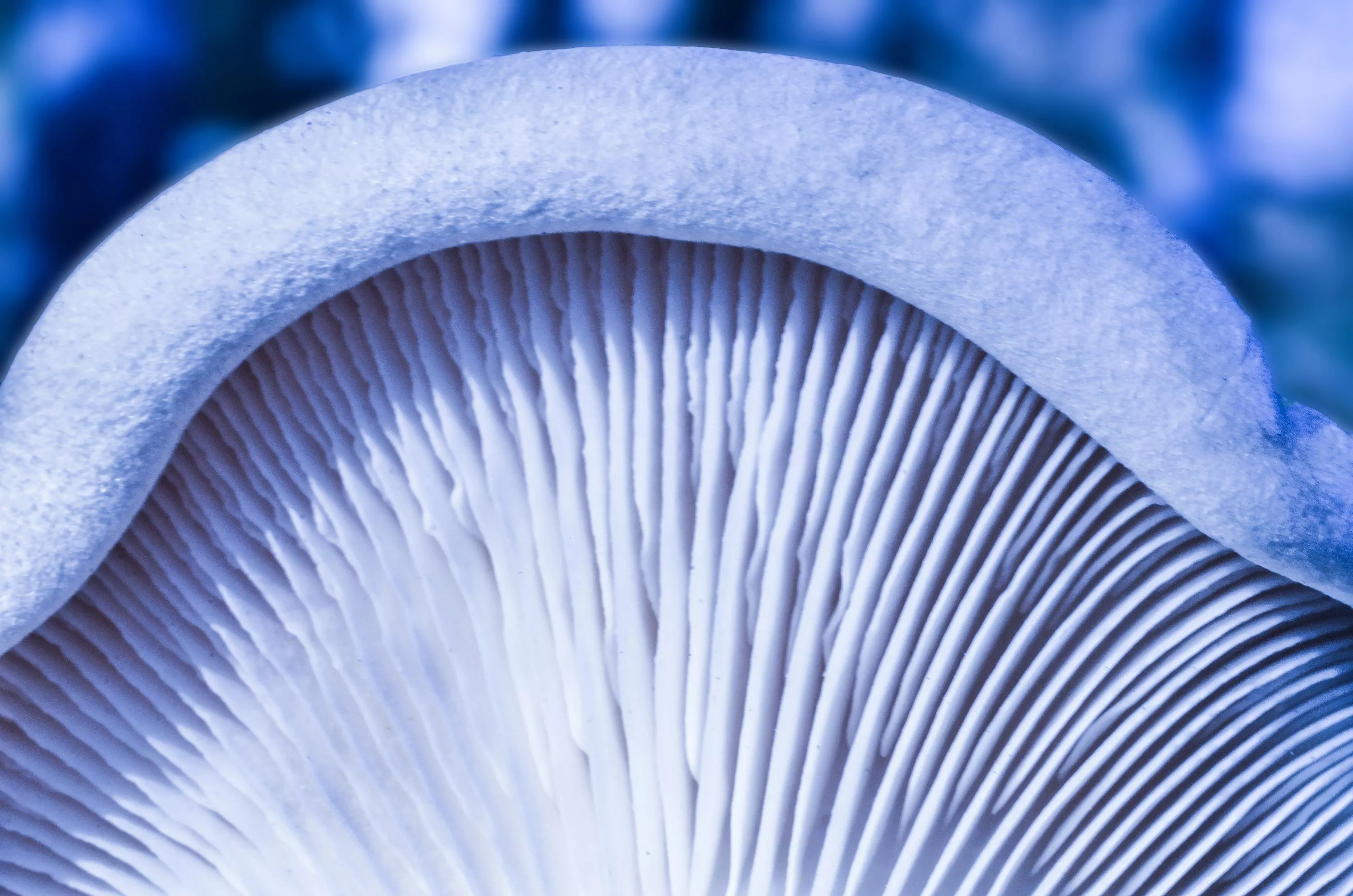 Blue Mushroom Wallpapers - Wallpaper Cave