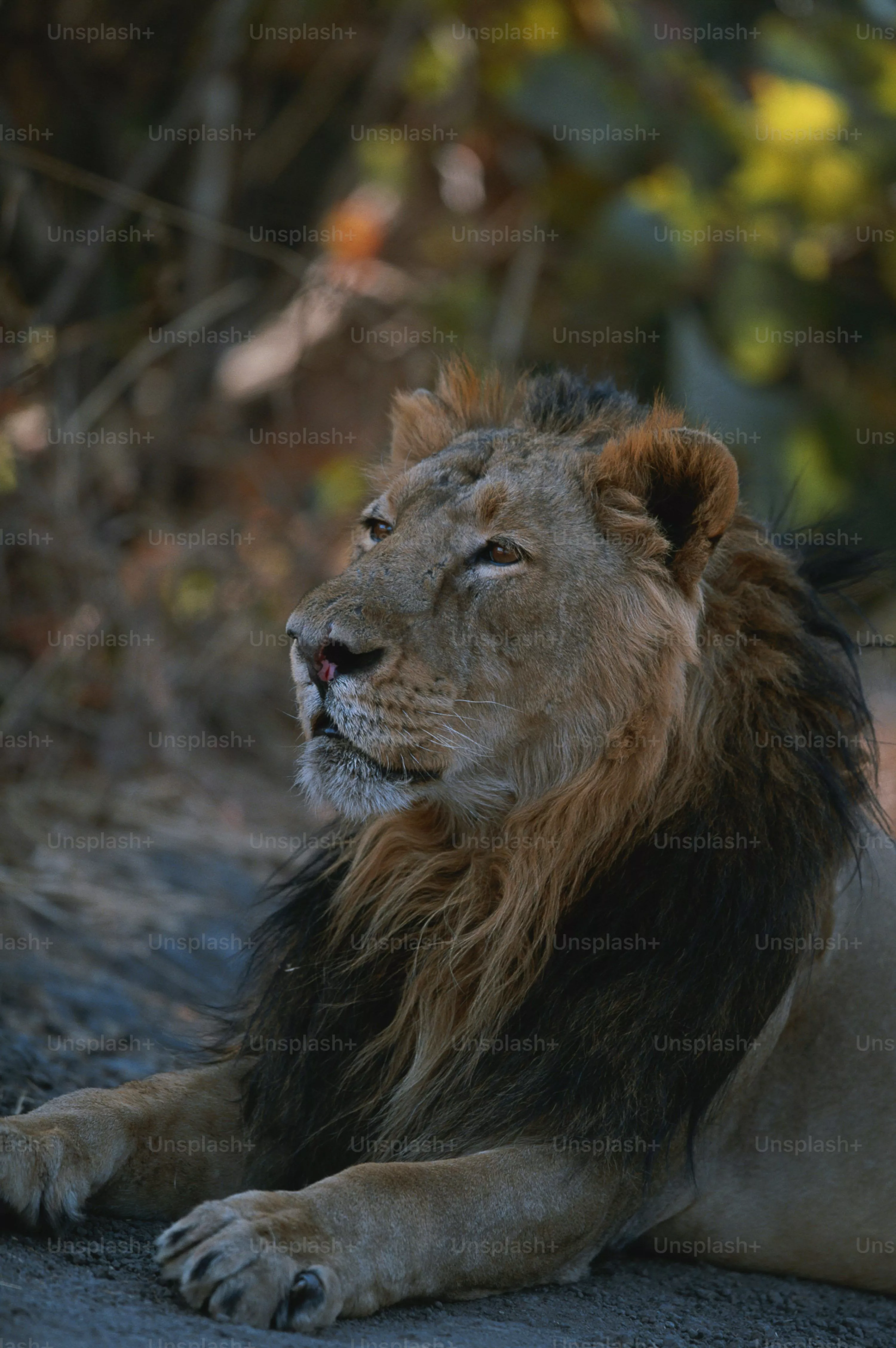 Gir National Park Wallpapers - Wallpaper Cave