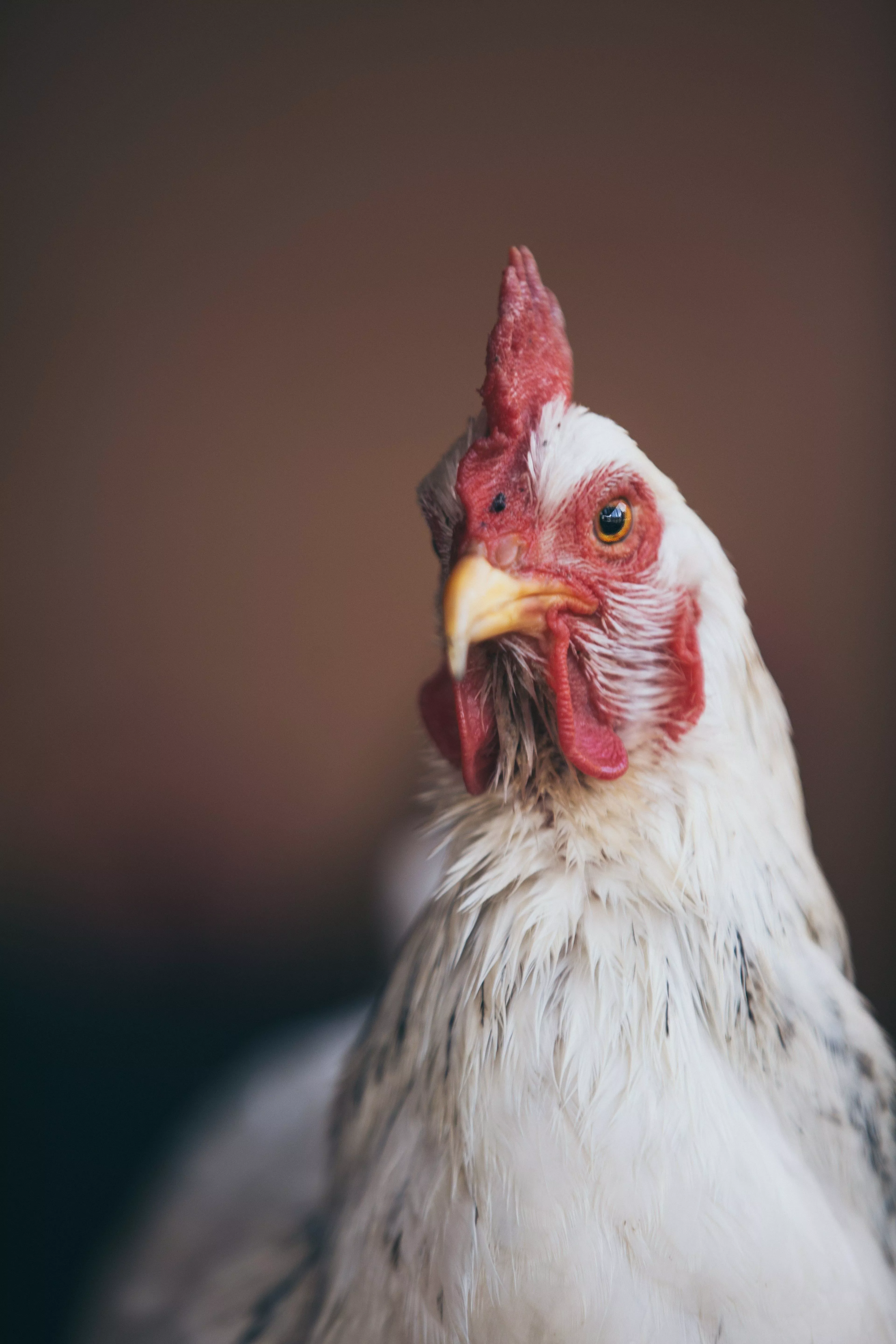 White Chicken Wallpapers - Wallpaper Cave