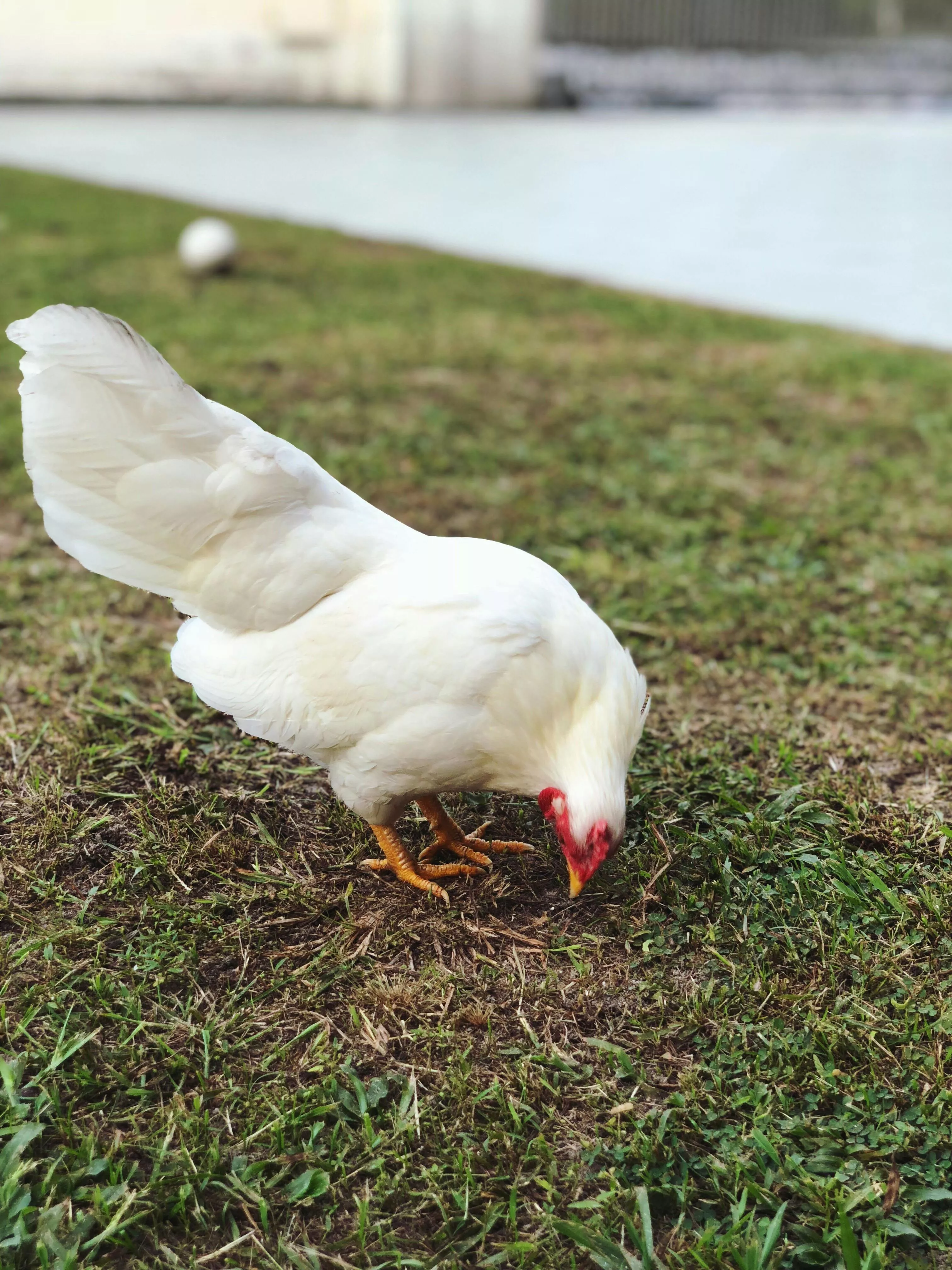 White Chicken Wallpapers - Wallpaper Cave