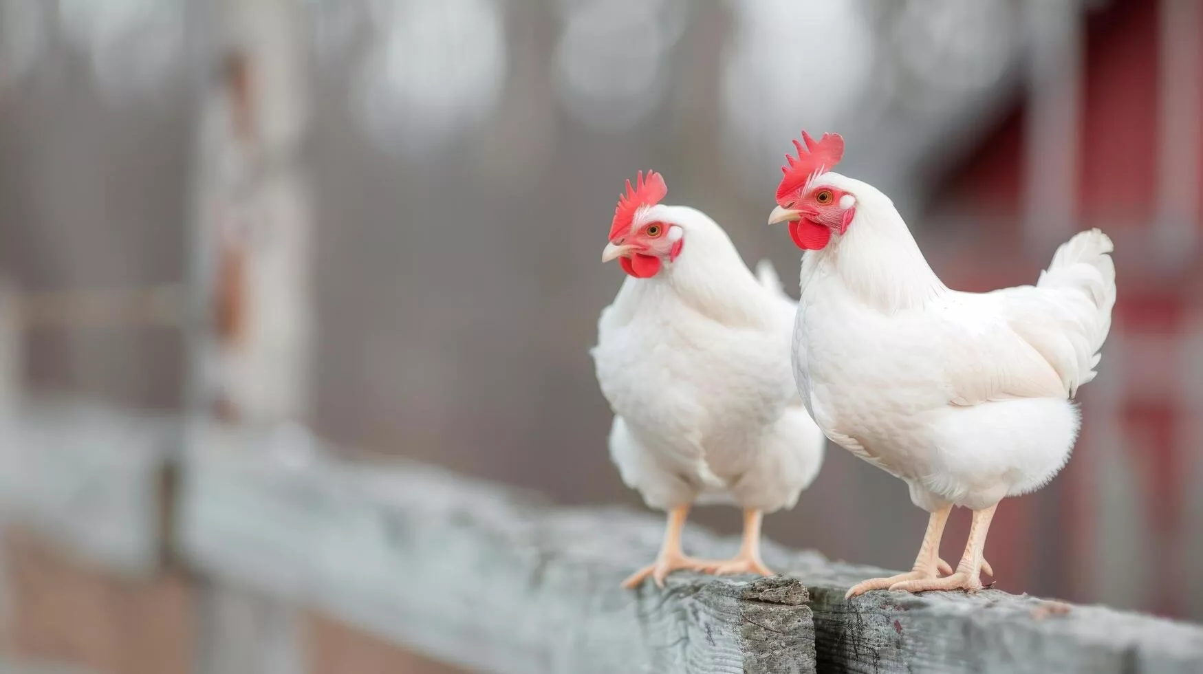 White Chicken Wallpapers - Wallpaper Cave