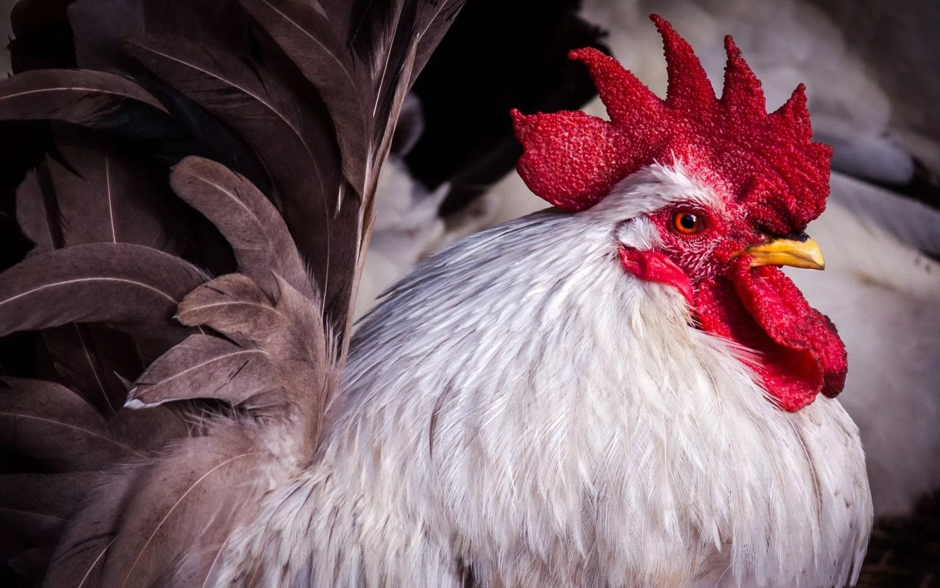 White Chicken Wallpapers - Wallpaper Cave