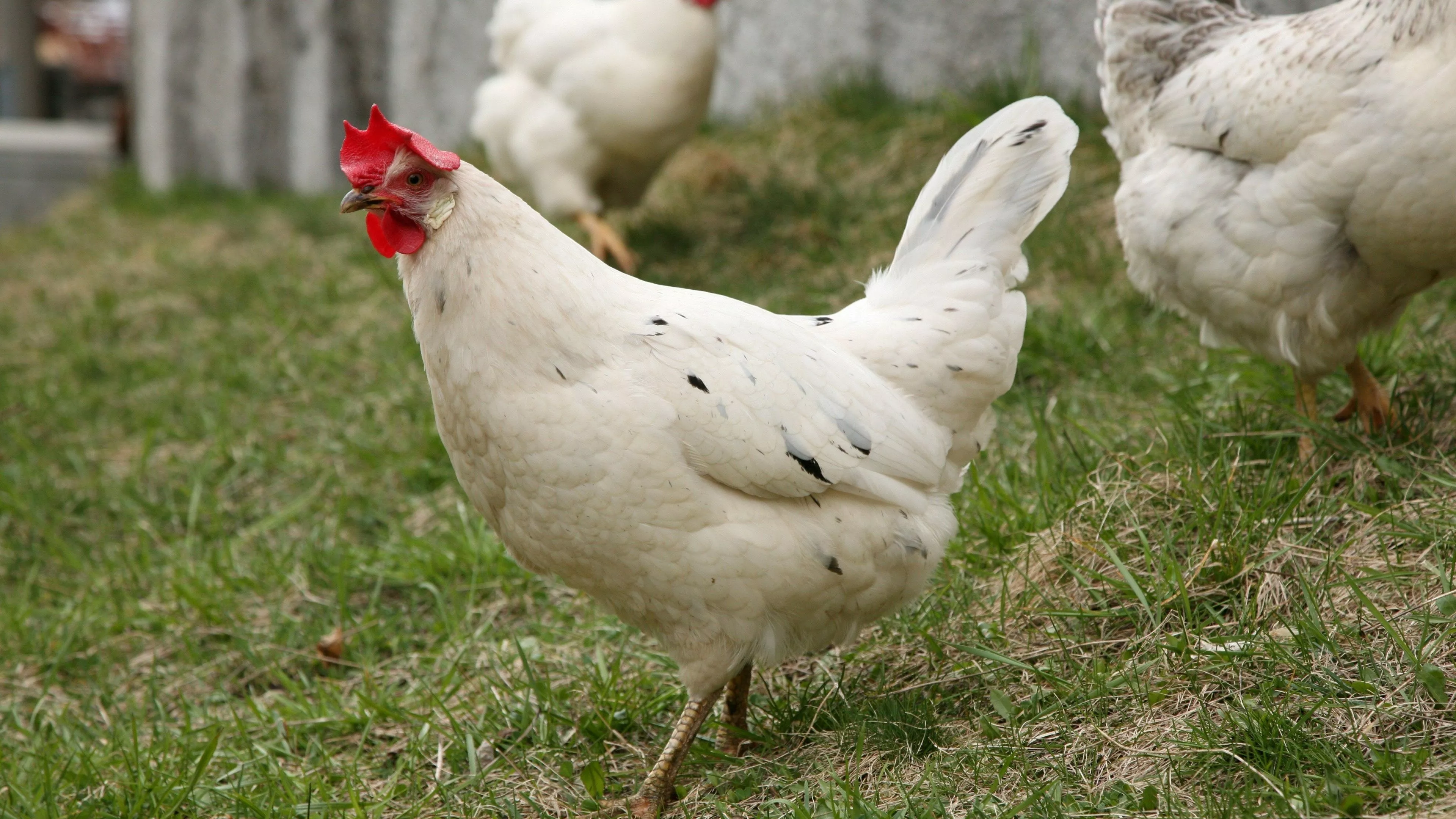 White Chicken Wallpapers - Wallpaper Cave