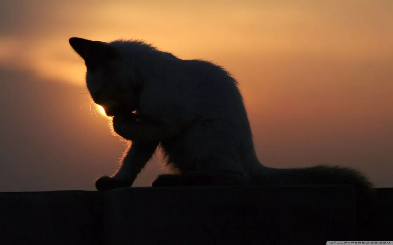 Cat Sunset Wallpapers - Wallpaper Cave
