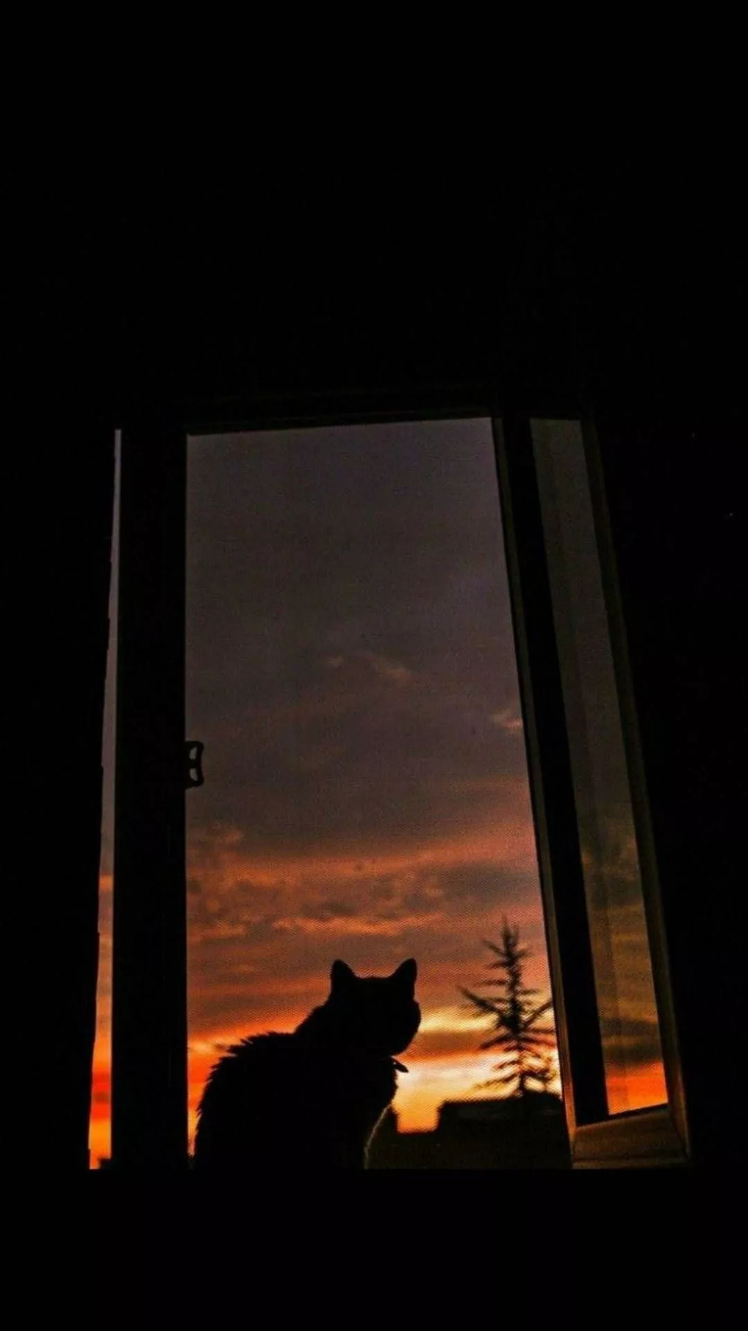 Cat Sunset Wallpapers - Wallpaper Cave