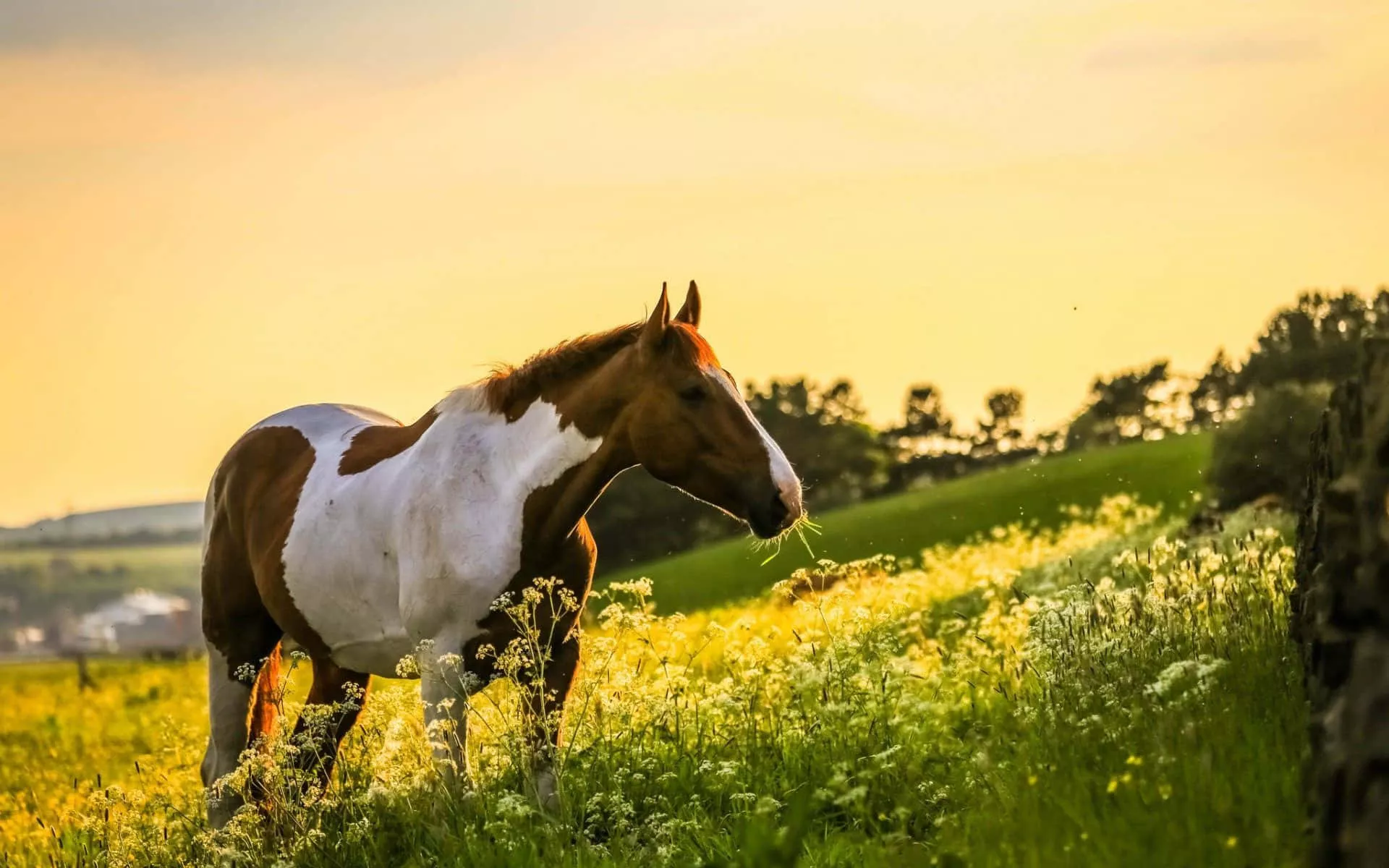 Spring Horse Wallpapers - Wallpaper Cave