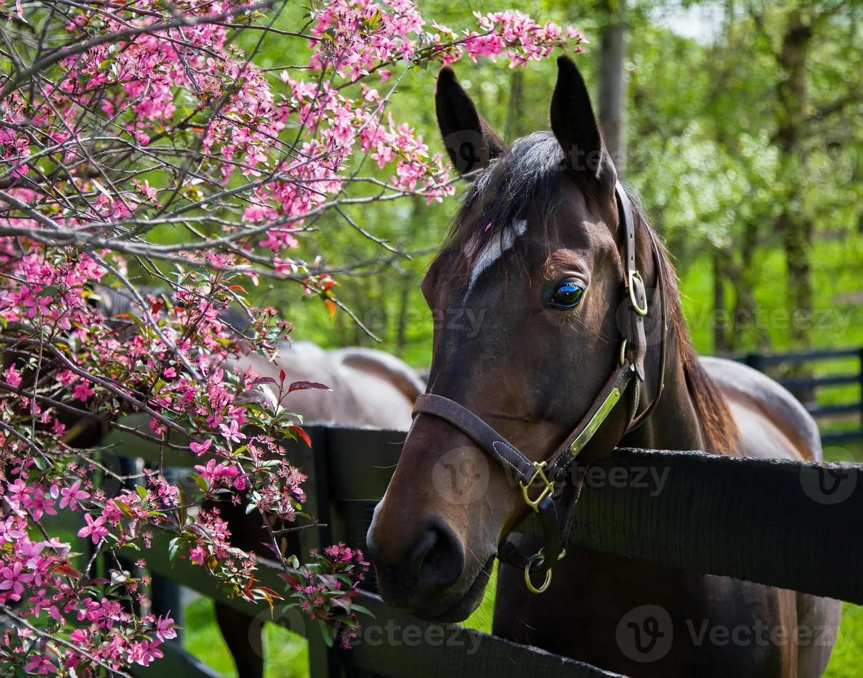 Spring Horse Wallpapers - Wallpaper Cave