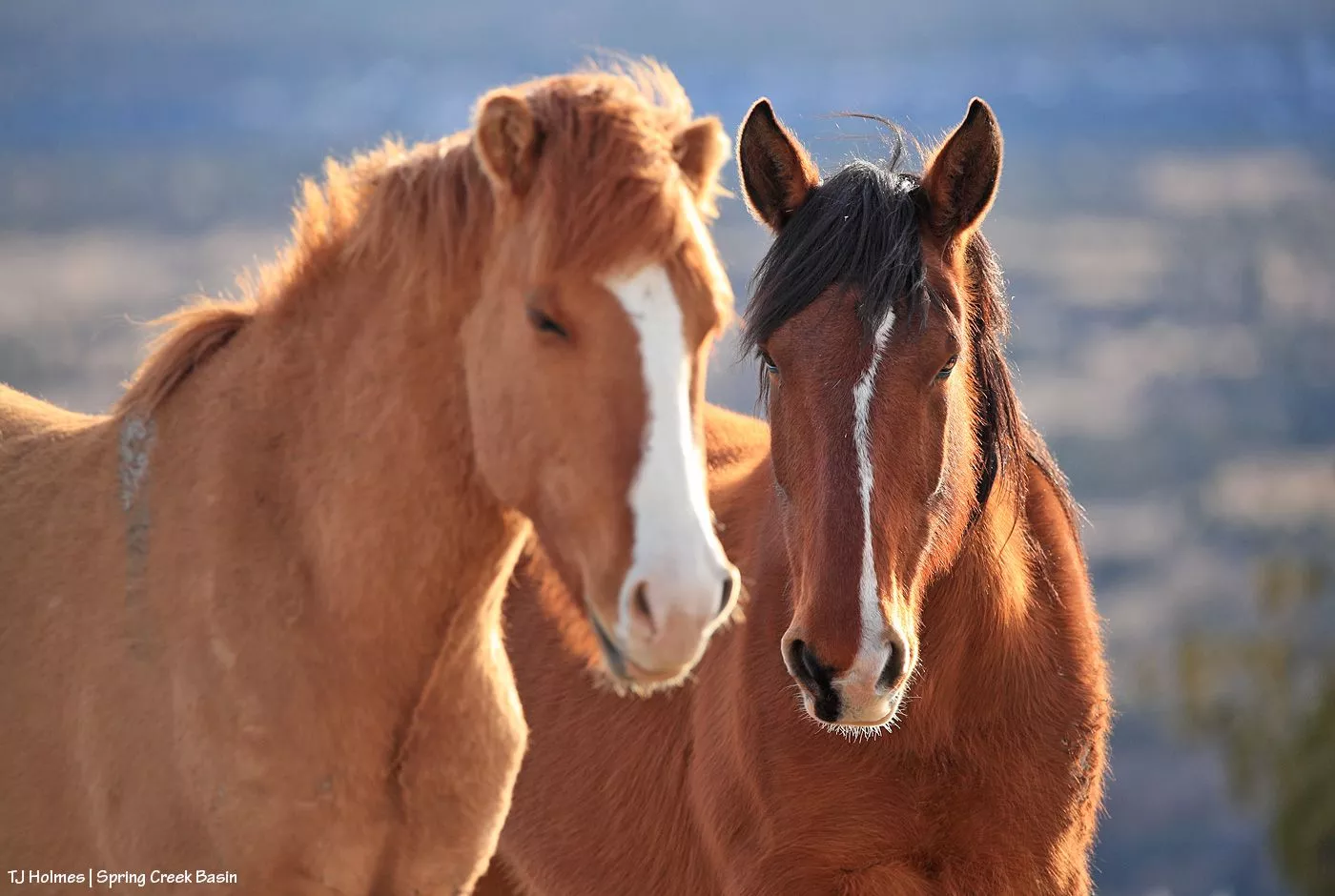 Spring Horse Wallpapers - Wallpaper Cave