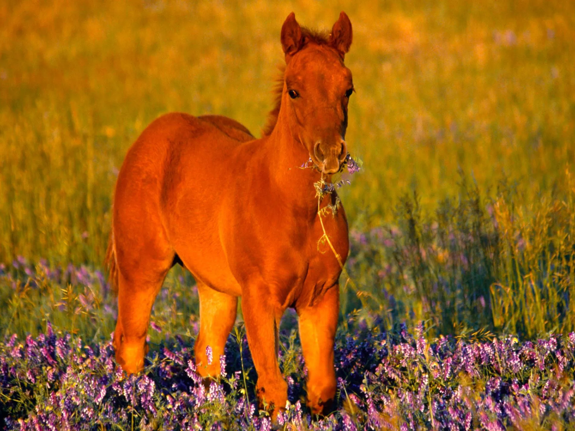 Spring Horse Wallpapers - Wallpaper Cave