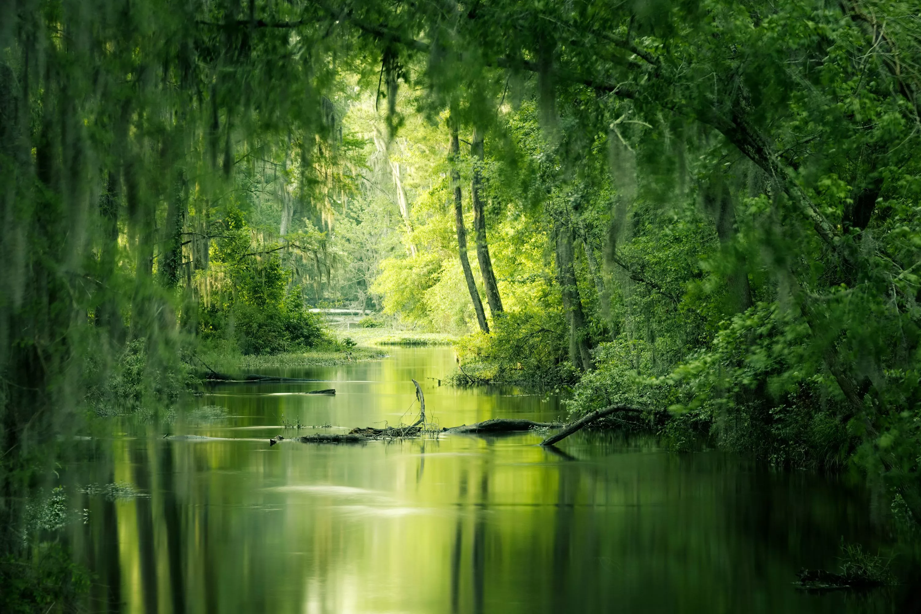 Swamp Wallpapers - Wallpaper Cave