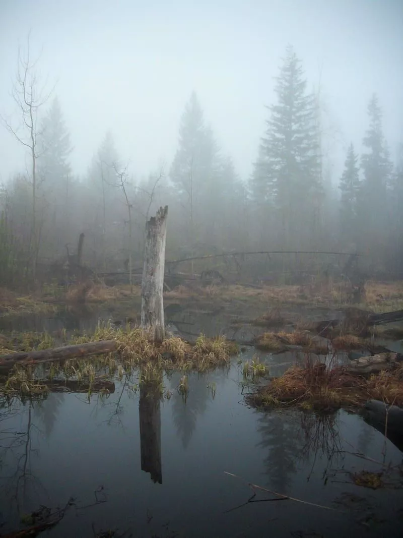 Swamp Wallpapers - Wallpaper Cave