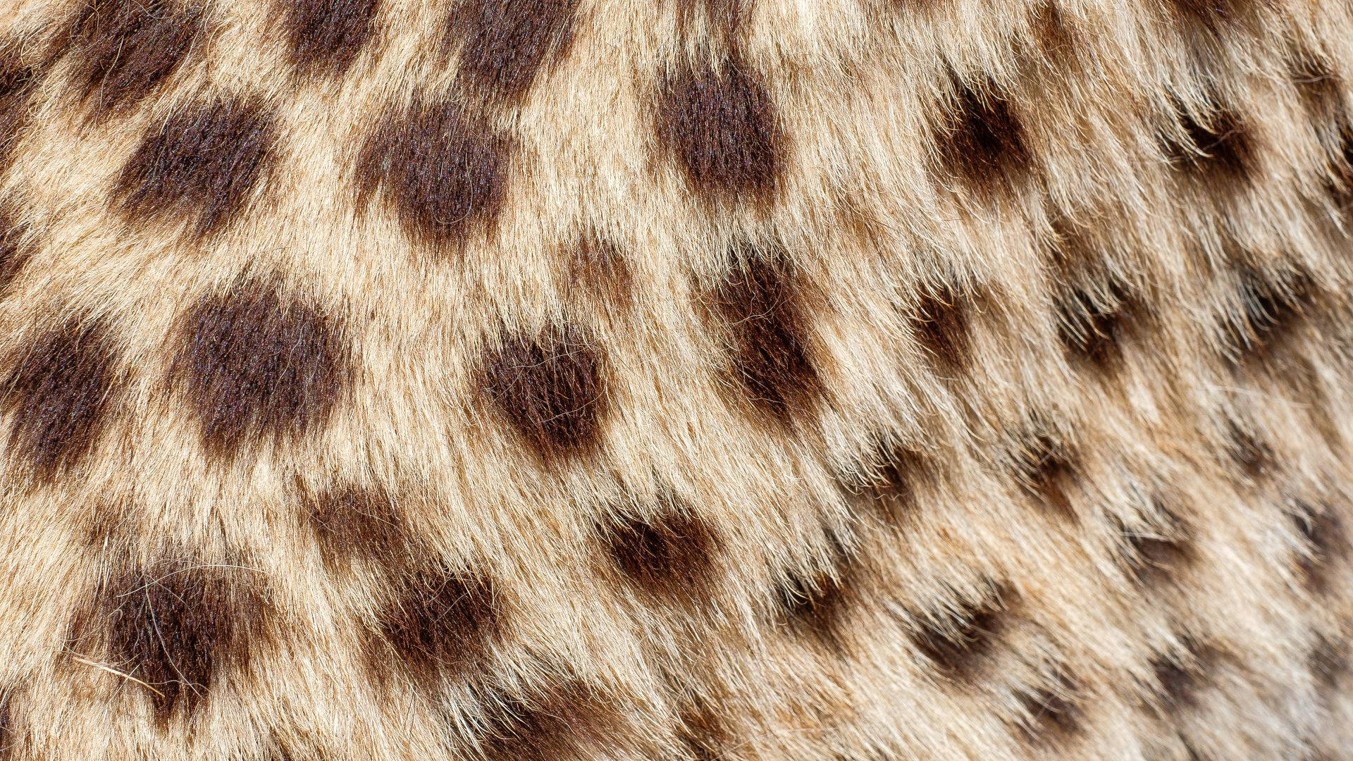 Animal Fur Wallpapers - Wallpaper Cave