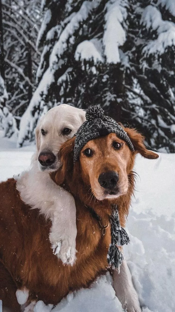 Golden Retriever Winter Phone Wallpapers - Wallpaper Cave