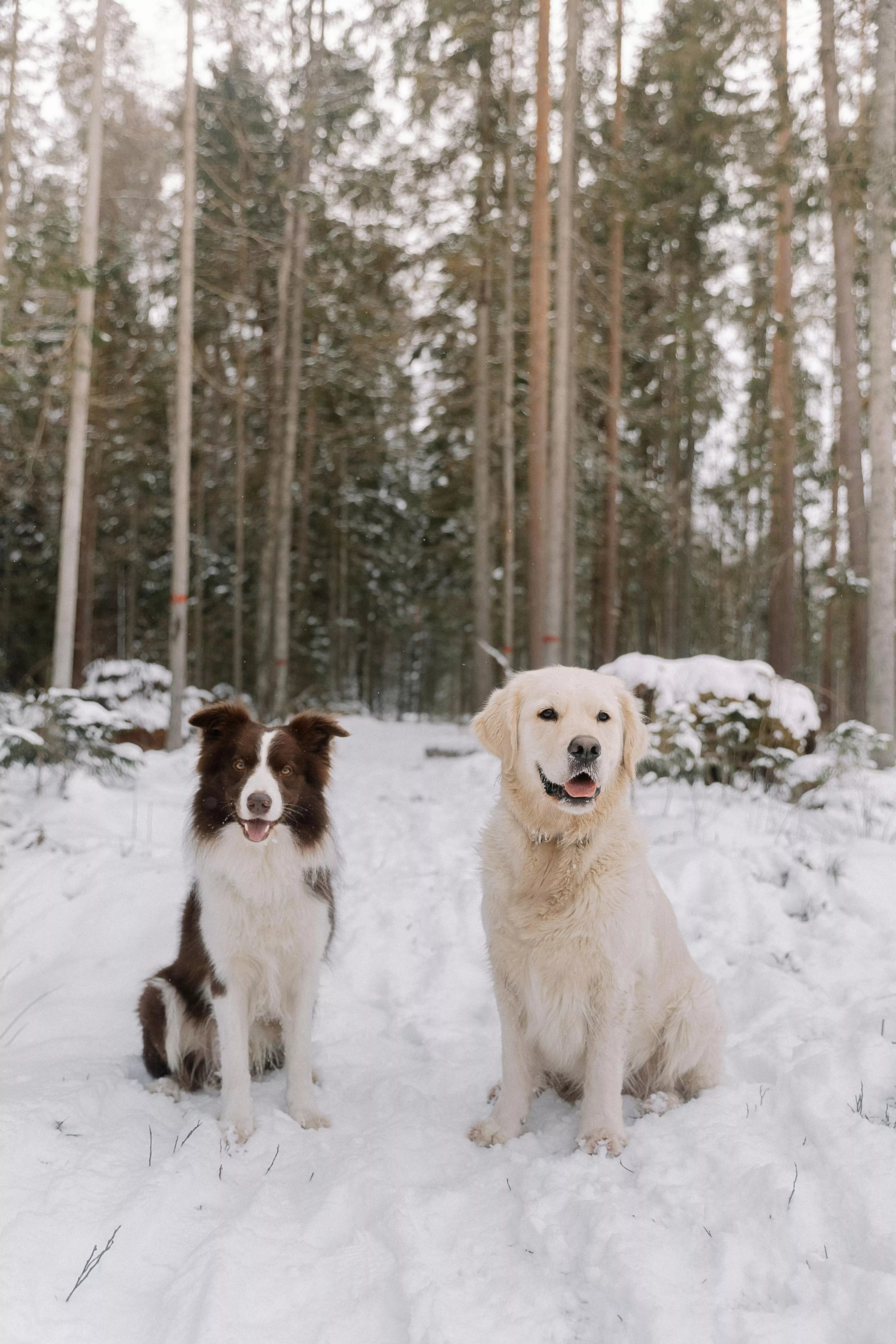 Winter Dogs Phone Wallpapers - Wallpaper Cave