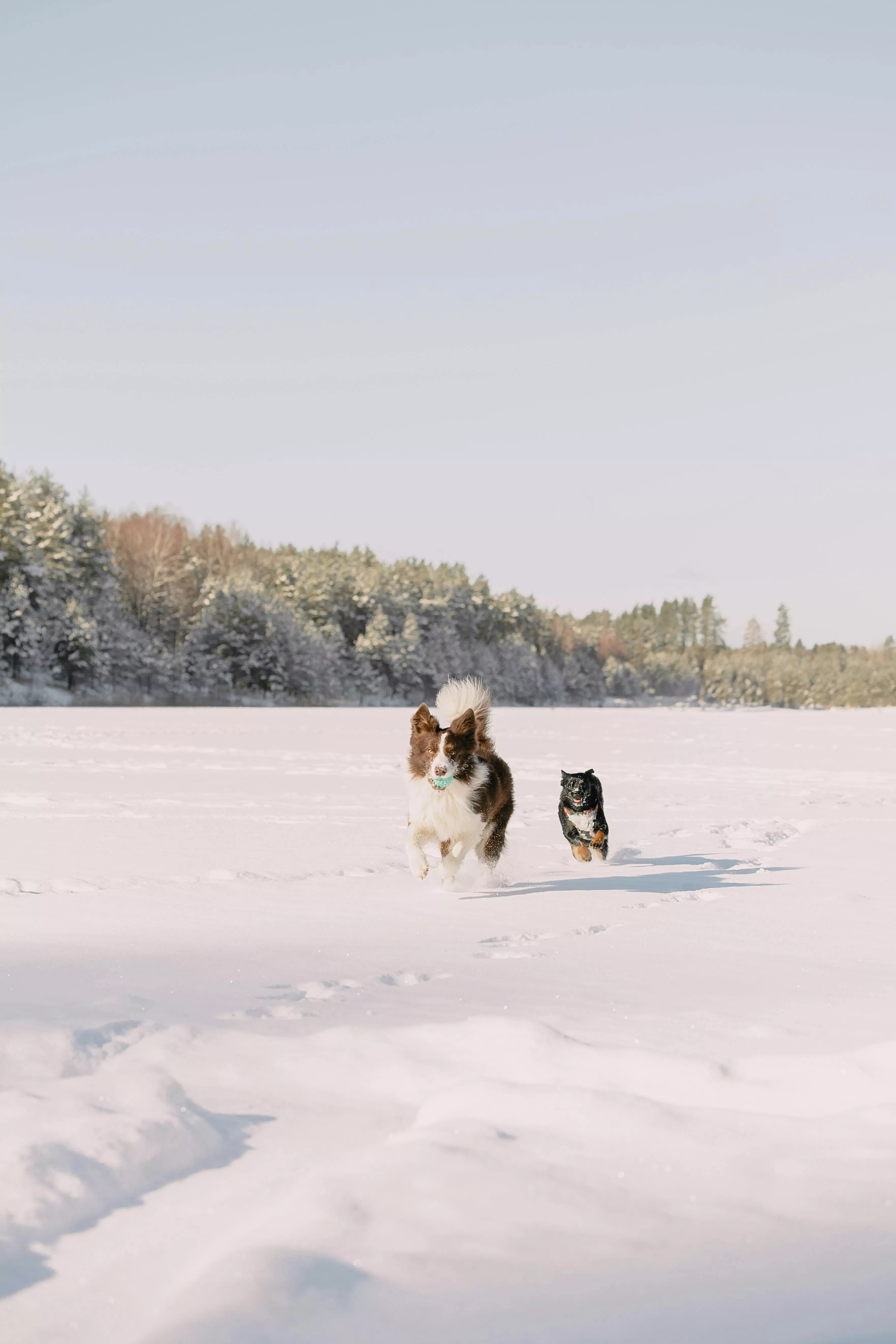 Winter Dogs Phone Wallpapers - Wallpaper Cave