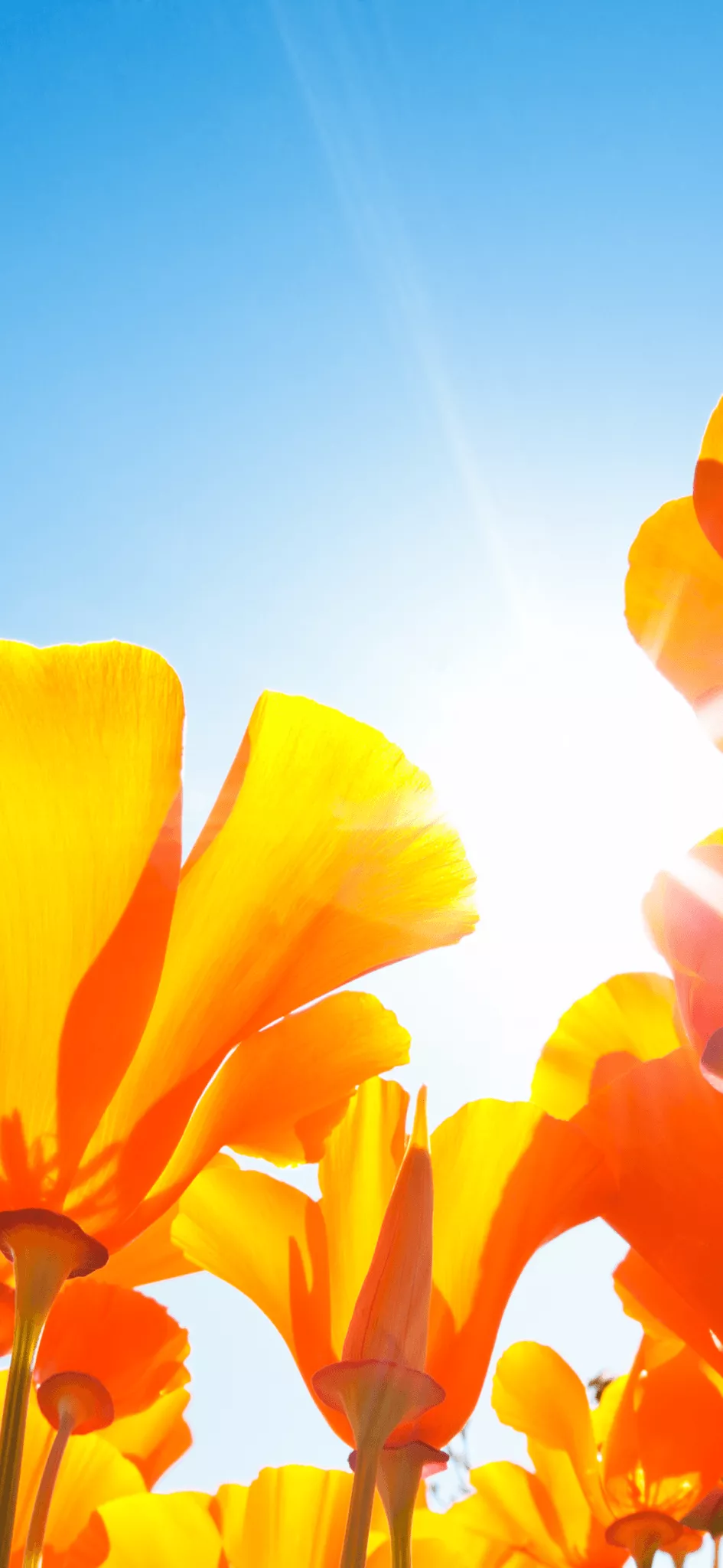 Spring Art Mobile Wallpapers - Wallpaper Cave