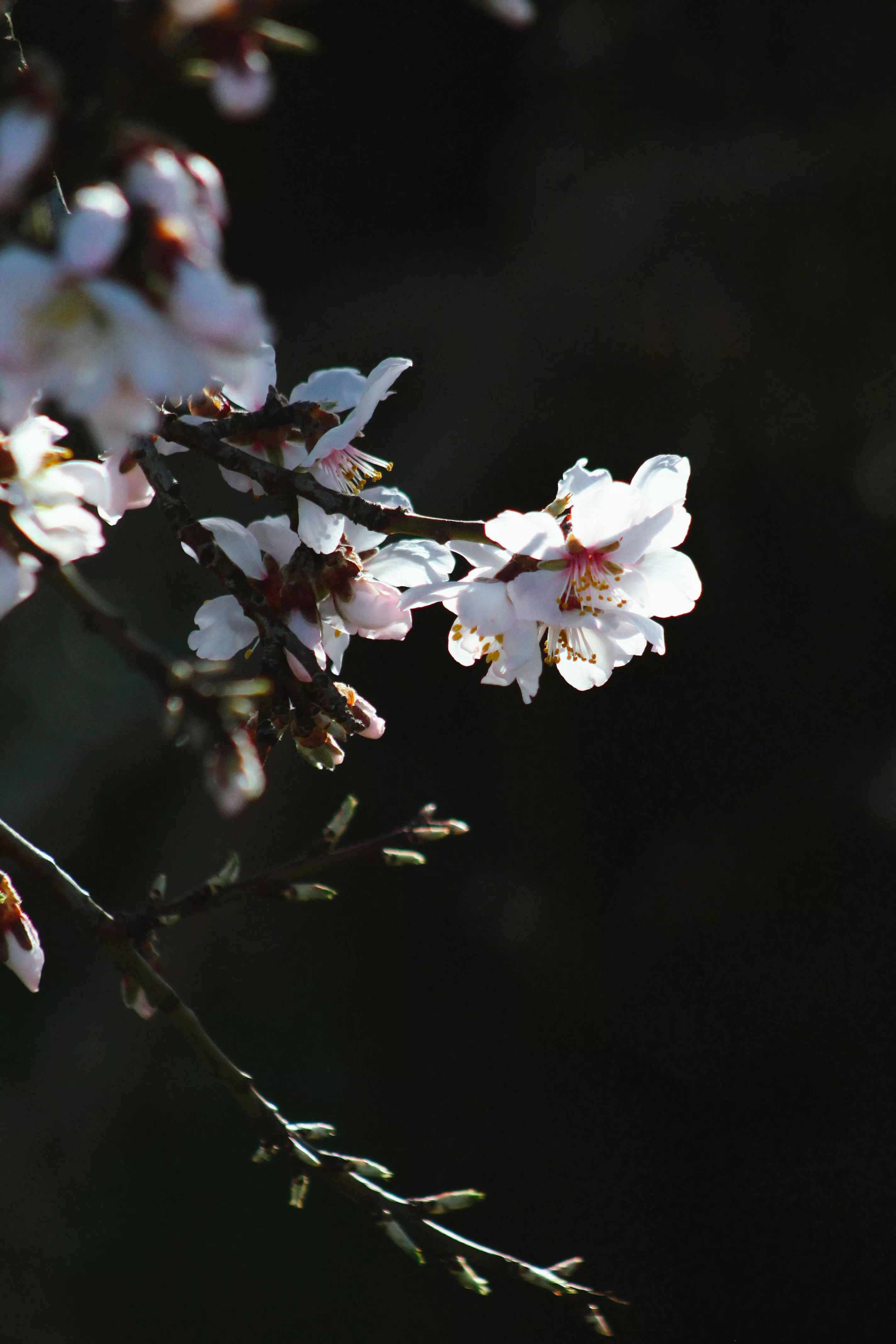 Spring 4k Night Wallpapers - Wallpaper Cave