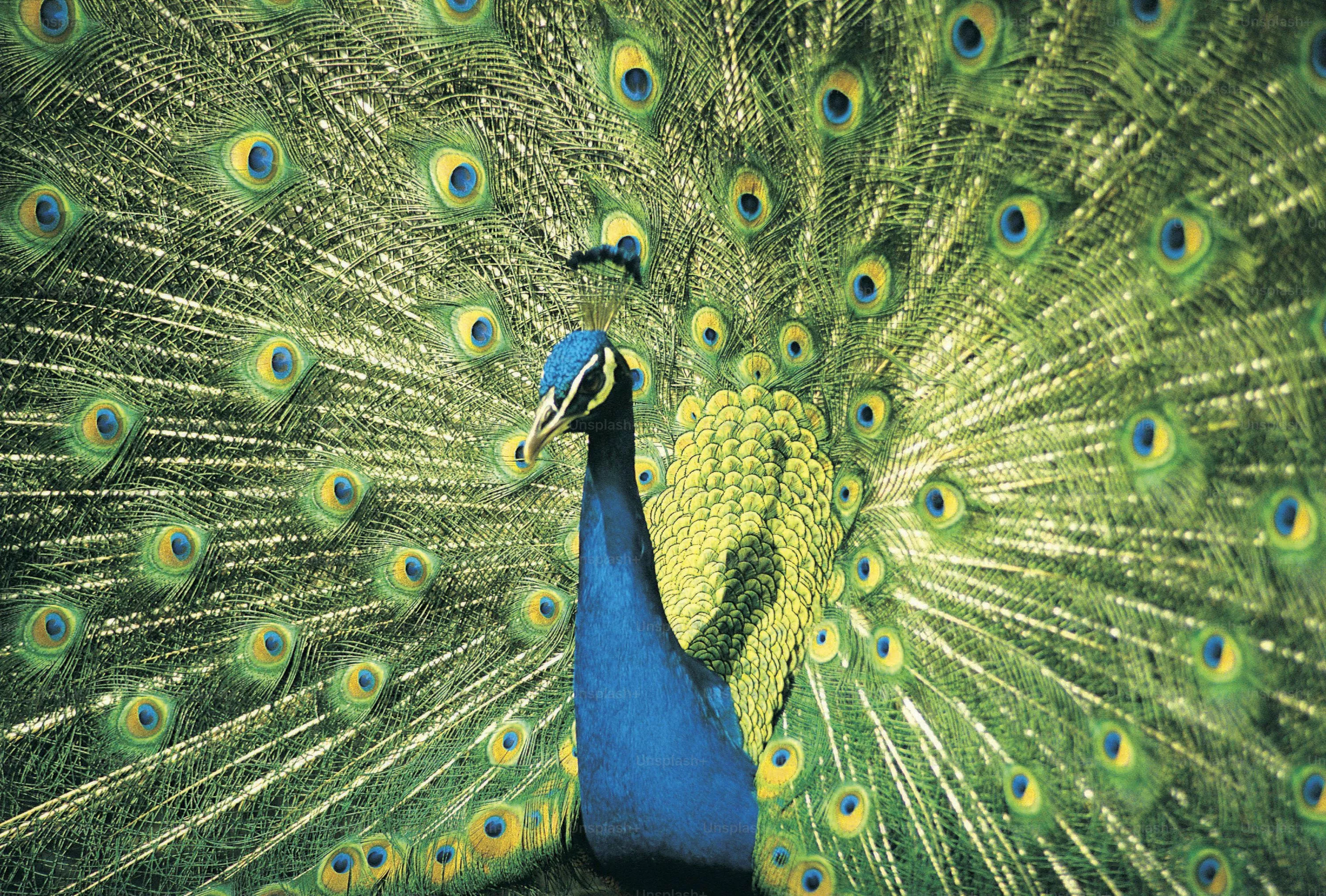 Peacock Wings Wallpapers - Wallpaper Cave
