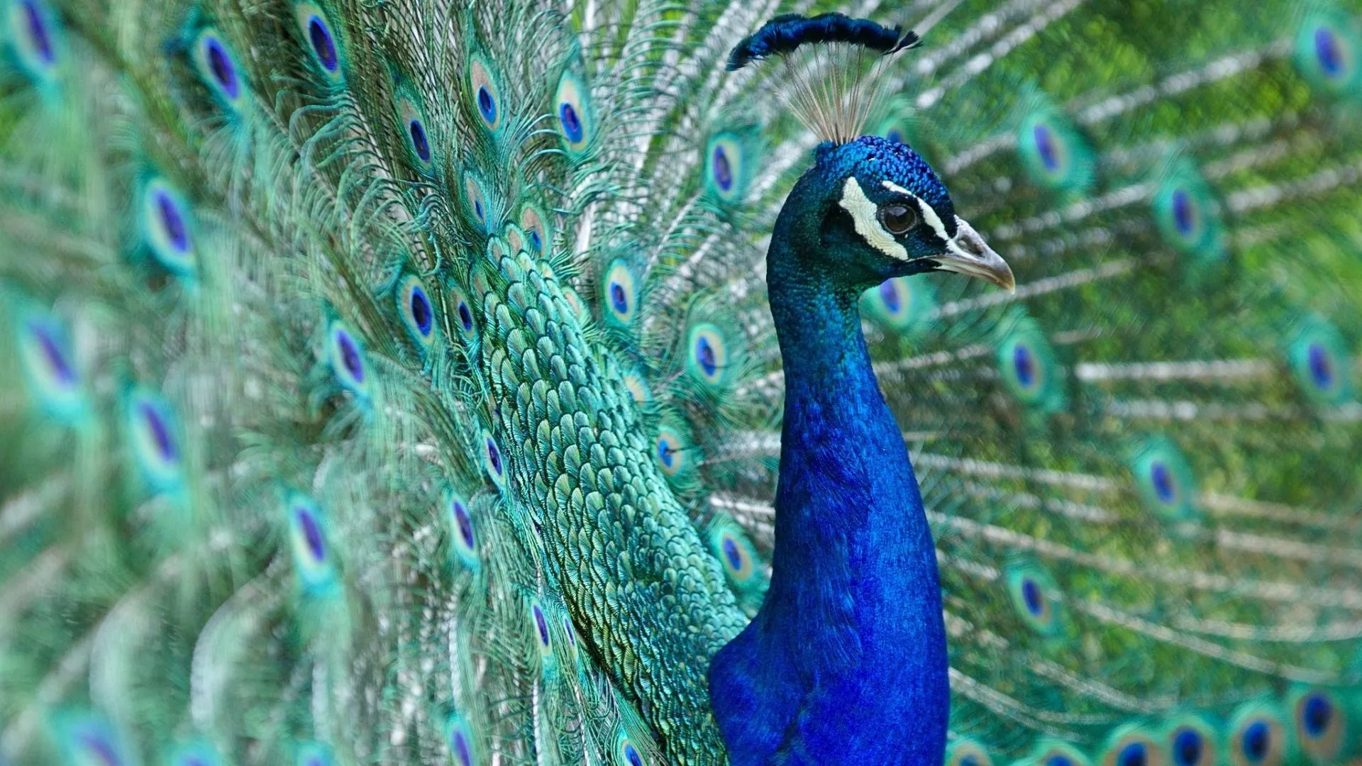 Peacock Wings Wallpapers - Wallpaper Cave