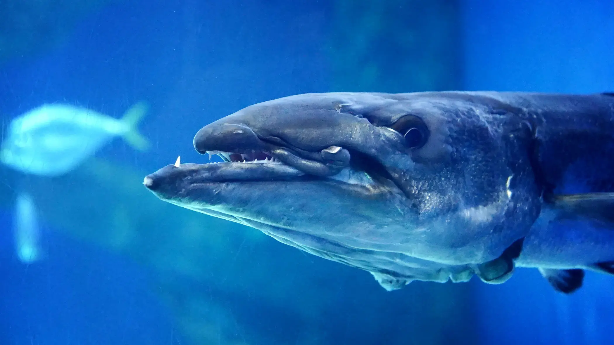 Barracuda Fish Wallpapers - Wallpaper Cave