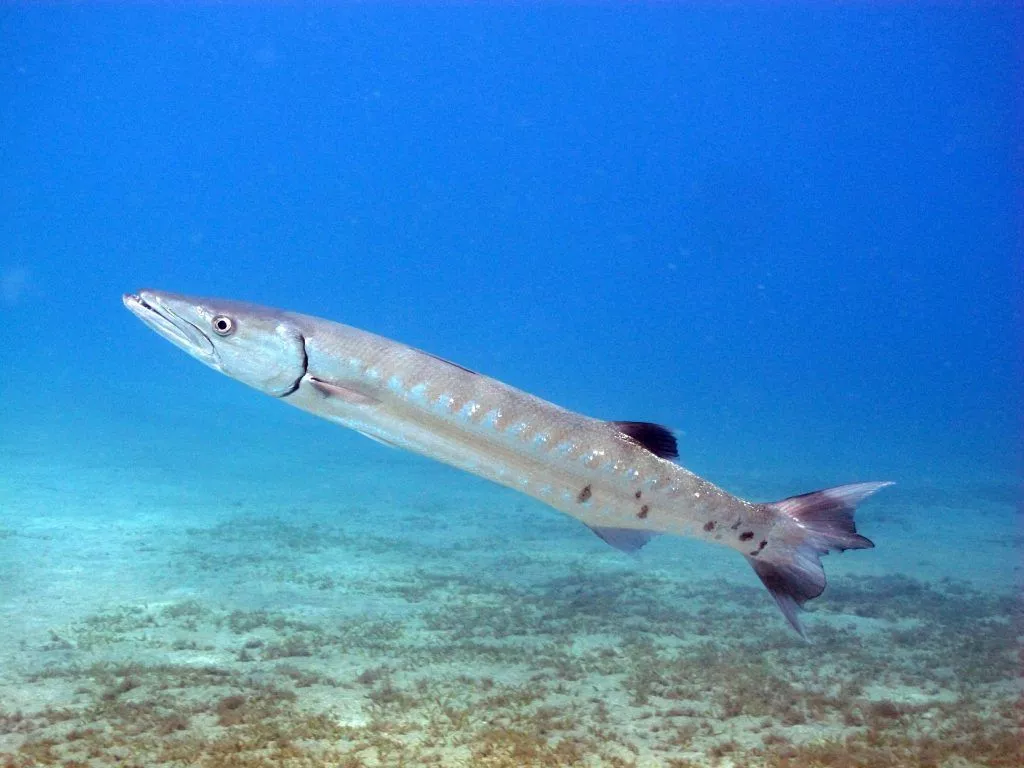 Barracuda Fish Wallpapers - Wallpaper Cave
